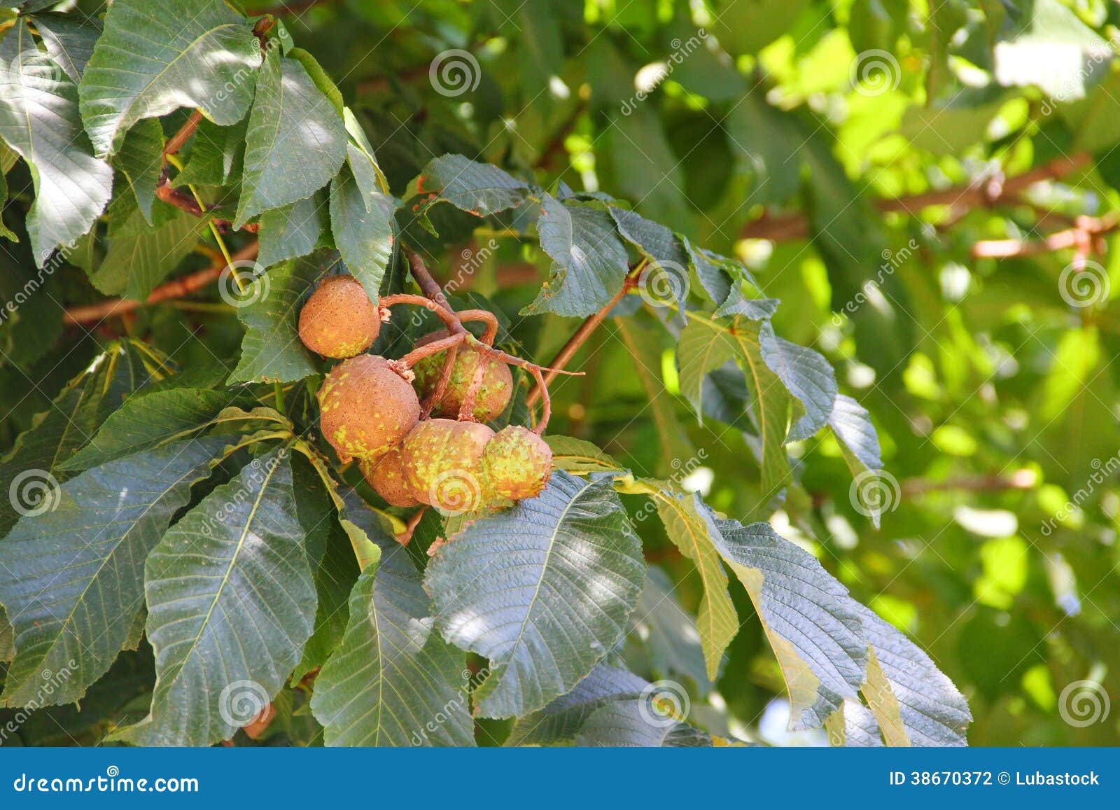 Chestnut on tree stock photo. Image of green, november - 38670372