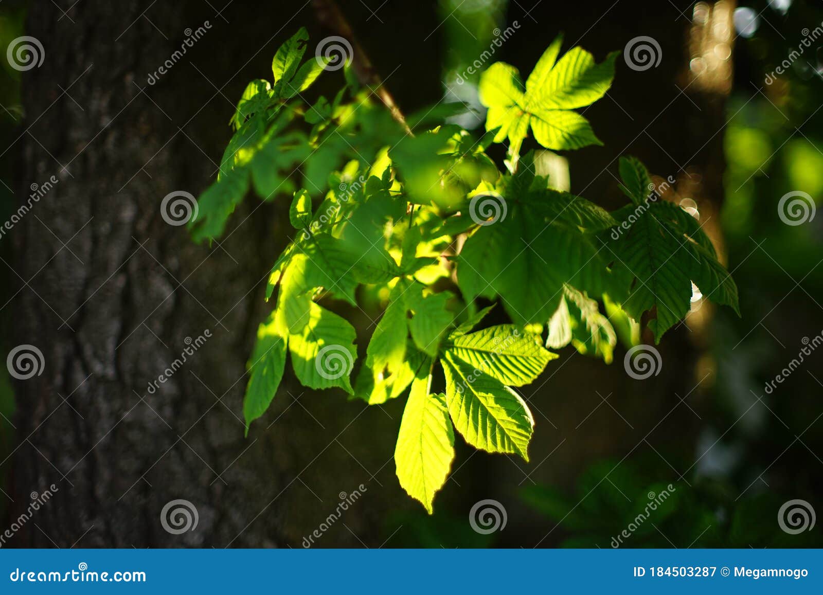 Chestnut Tree Branch with Lush Green Leaves Lit by the Sun Stock Image ...