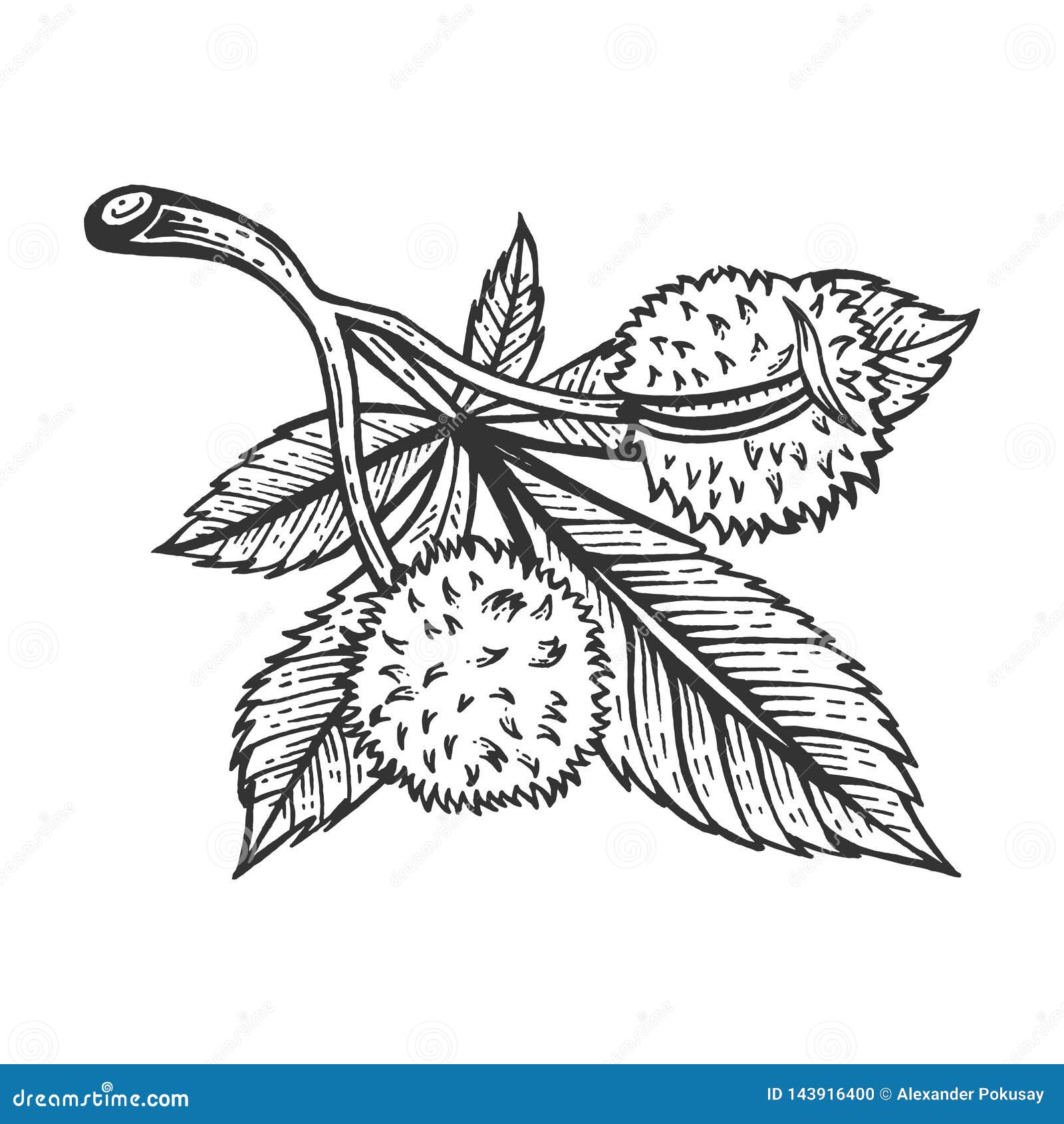 Drawing Chestnut-tree Branch Sketch, Hand-drawn Illustration Cartoon ...