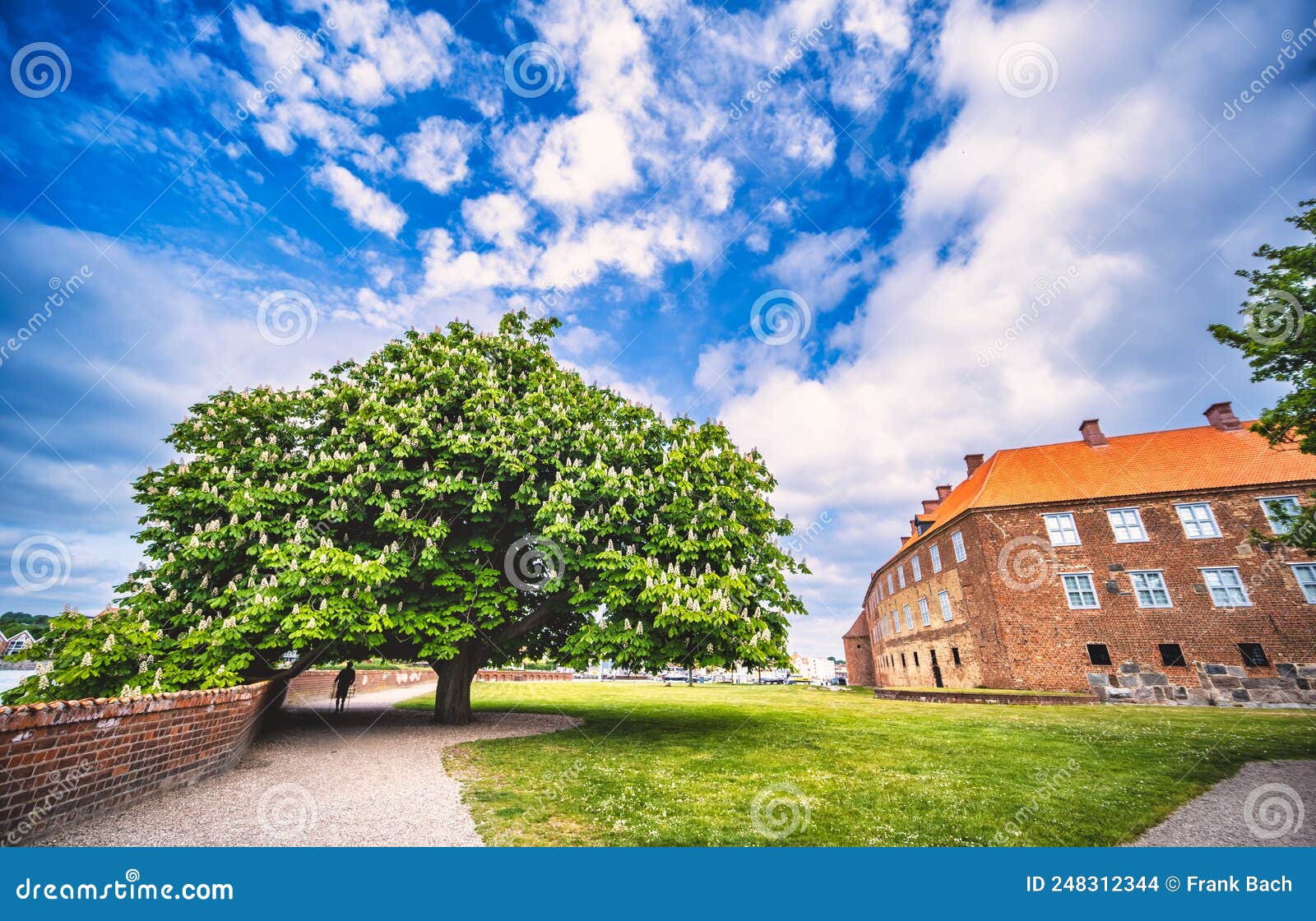 Chestnut Tree at the Castle of Soenderborg in Denmark Stock Photo ...