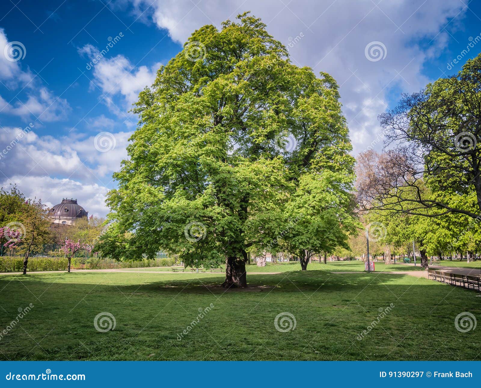 Chestnut Tree in the Center of Berlin Stock Image - Image of grass ...