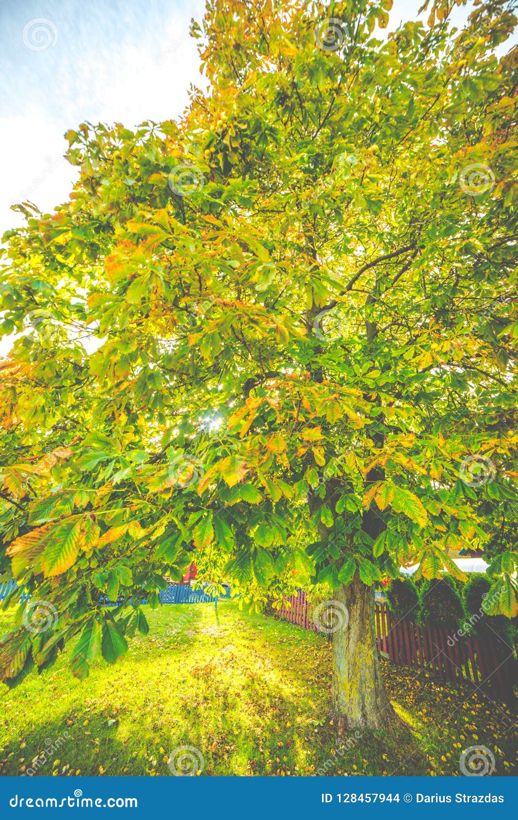 Chestnut tree stock photo. Image of nature, background - 128457944
