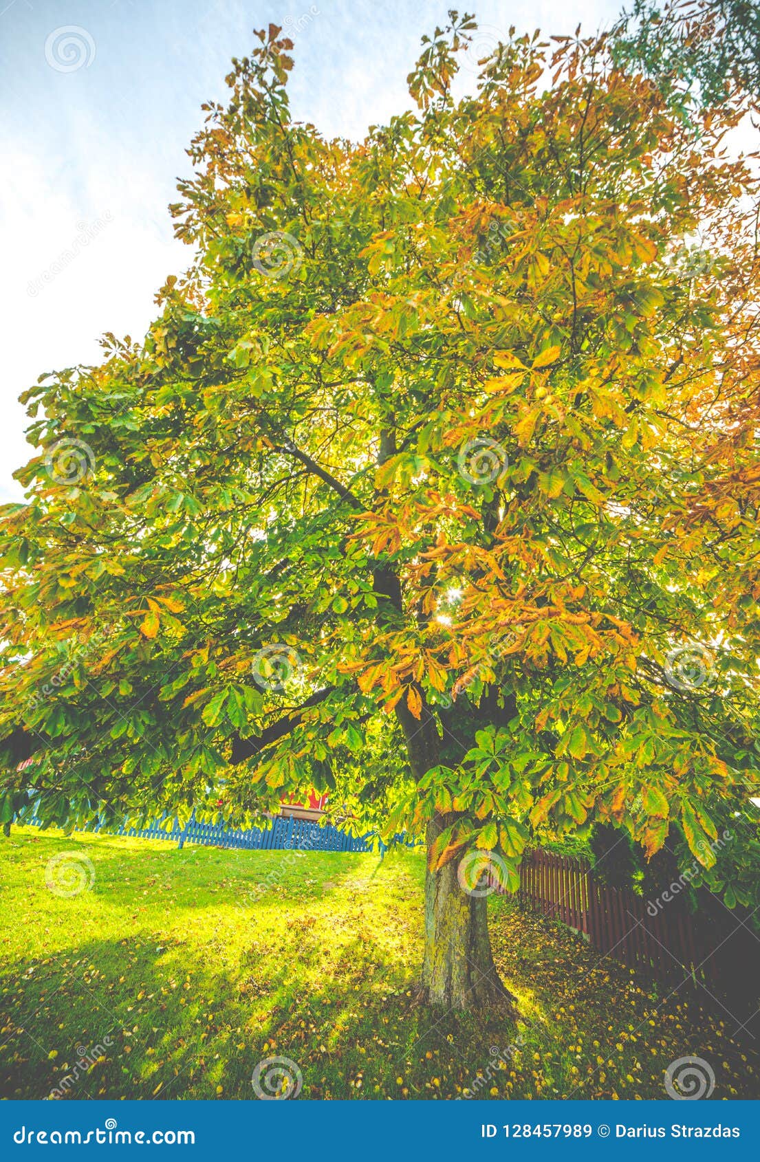 Chestnut tree stock image. Image of leaves, botany, tree - 128457989