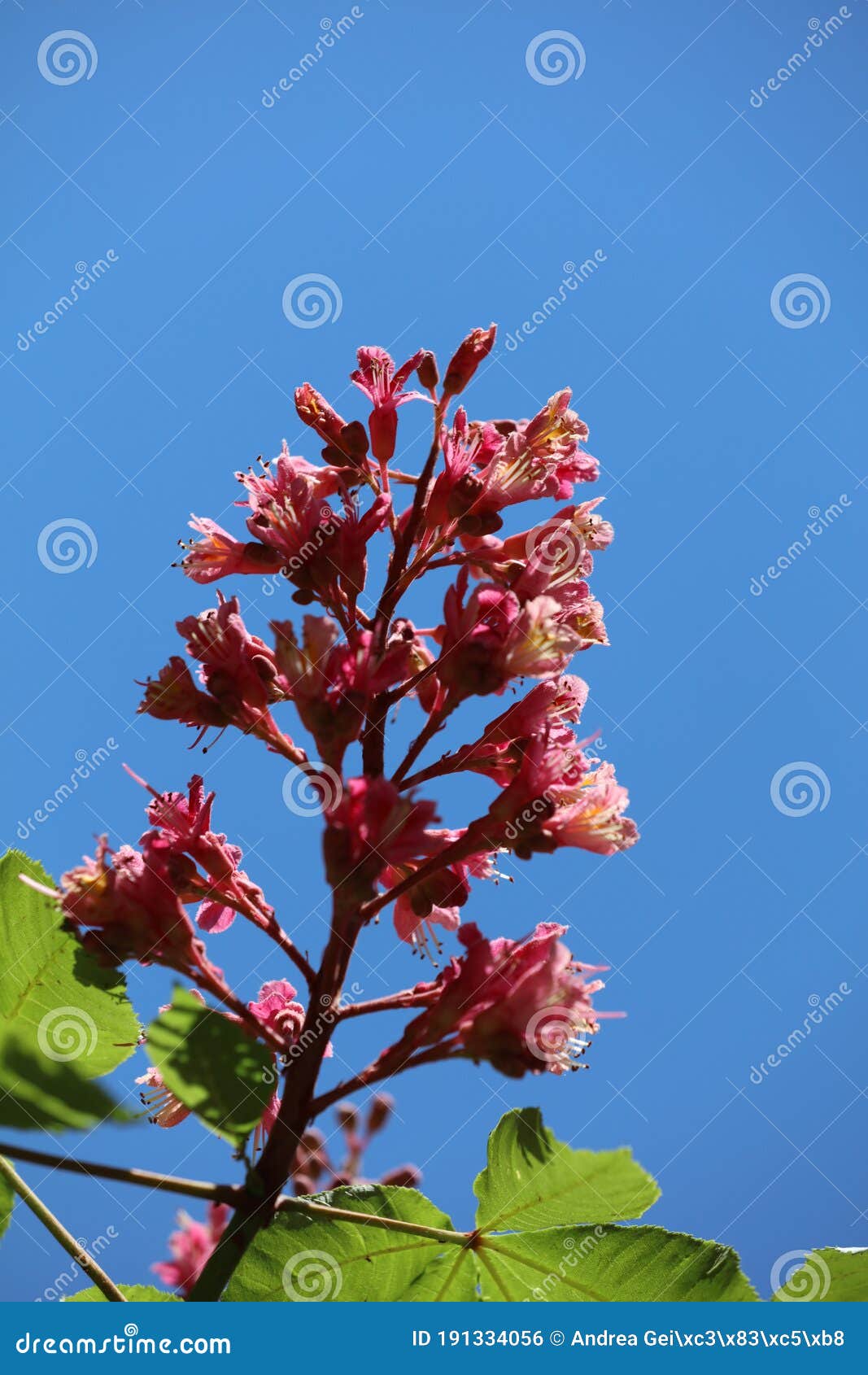 Chestnut tree stock photo. Image of fresh, healthy, green - 191334056