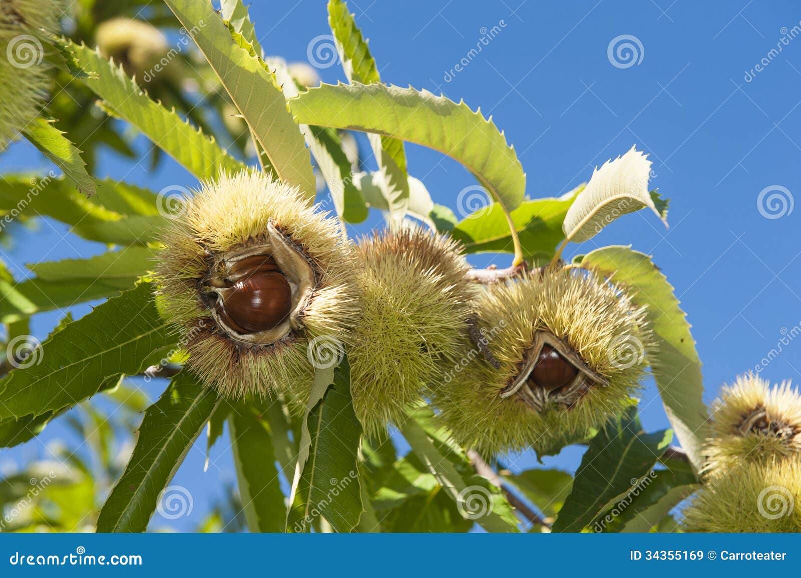 Chestnut tree stock image. Image of park, clouds, october - 34355169