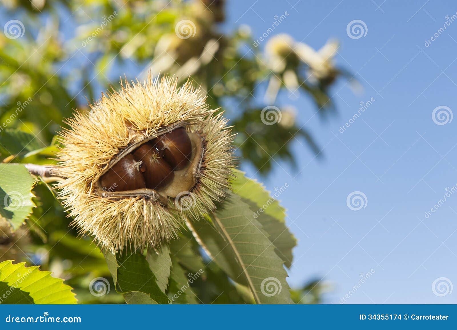 Chestnut tree stock photo. Image of health, brown, forest - 34355174