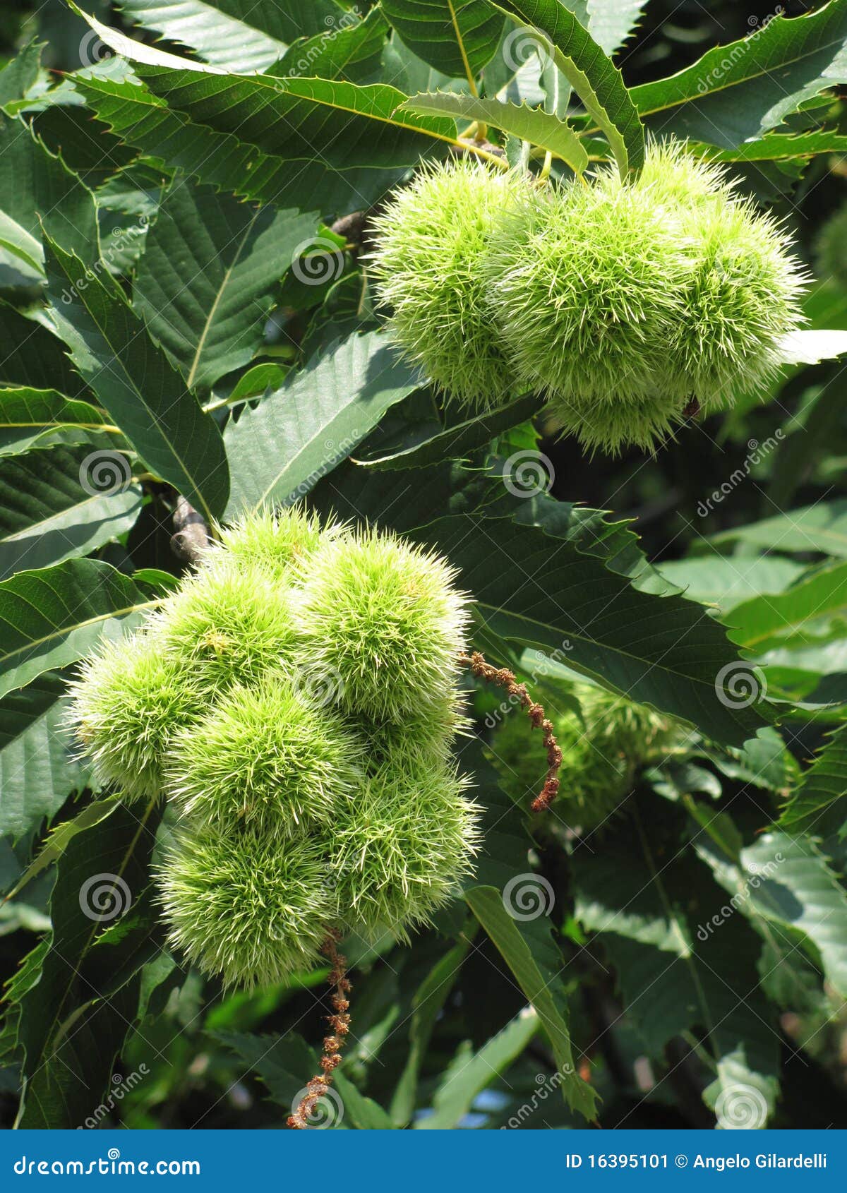 Chestnut tree, detail stock image. Image of wood, fall - 16395101