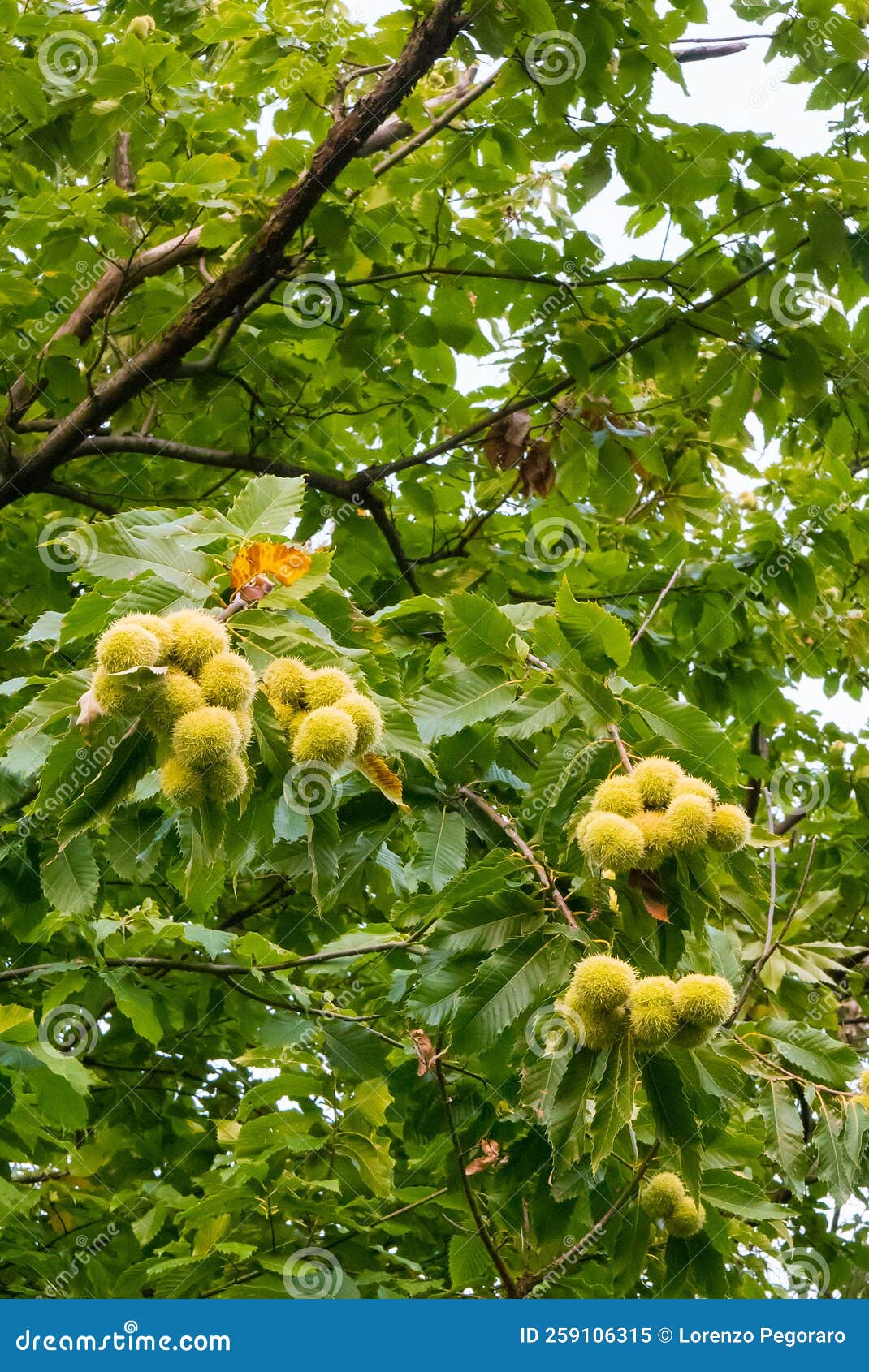 Chestnut Tree in Early Autumn Stock Image - Image of close, fall: 259106315