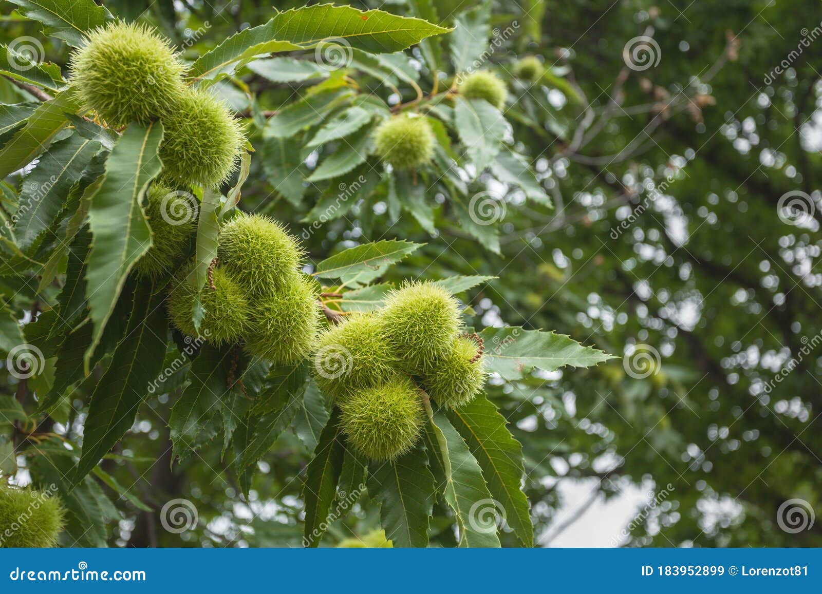 Chestnut Tree in the Early Season Stock Image - Image of tree, hedgehog ...