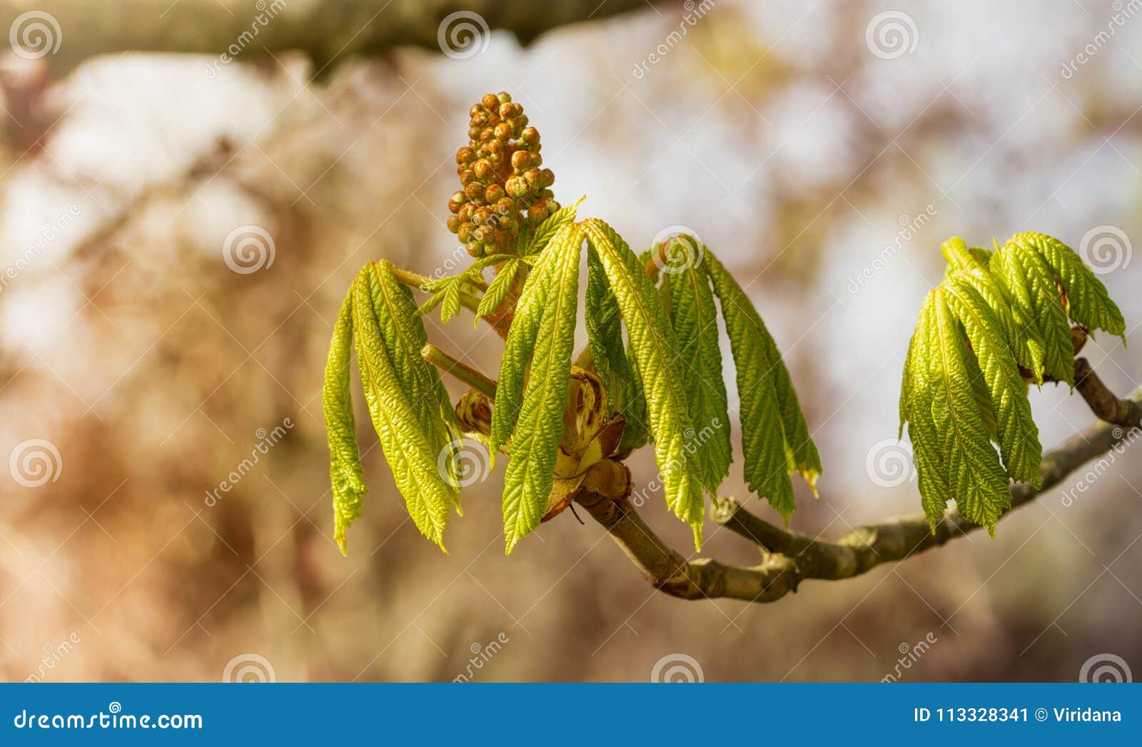Chestnut Tree in Early Spring. Closeup. Stock Image - Image of ...