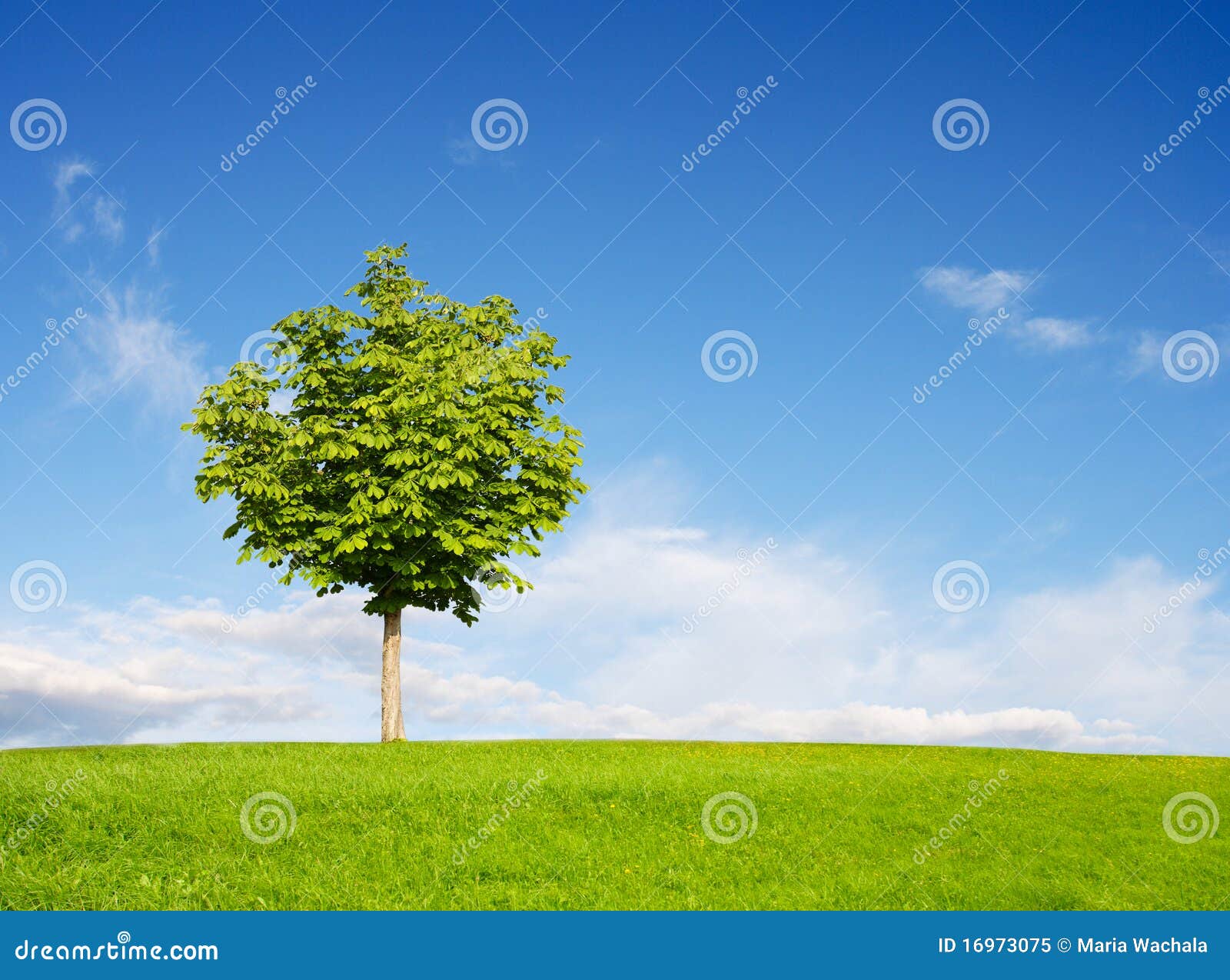 Chestnut Tree on field stock image. Image of agriculture - 16973075