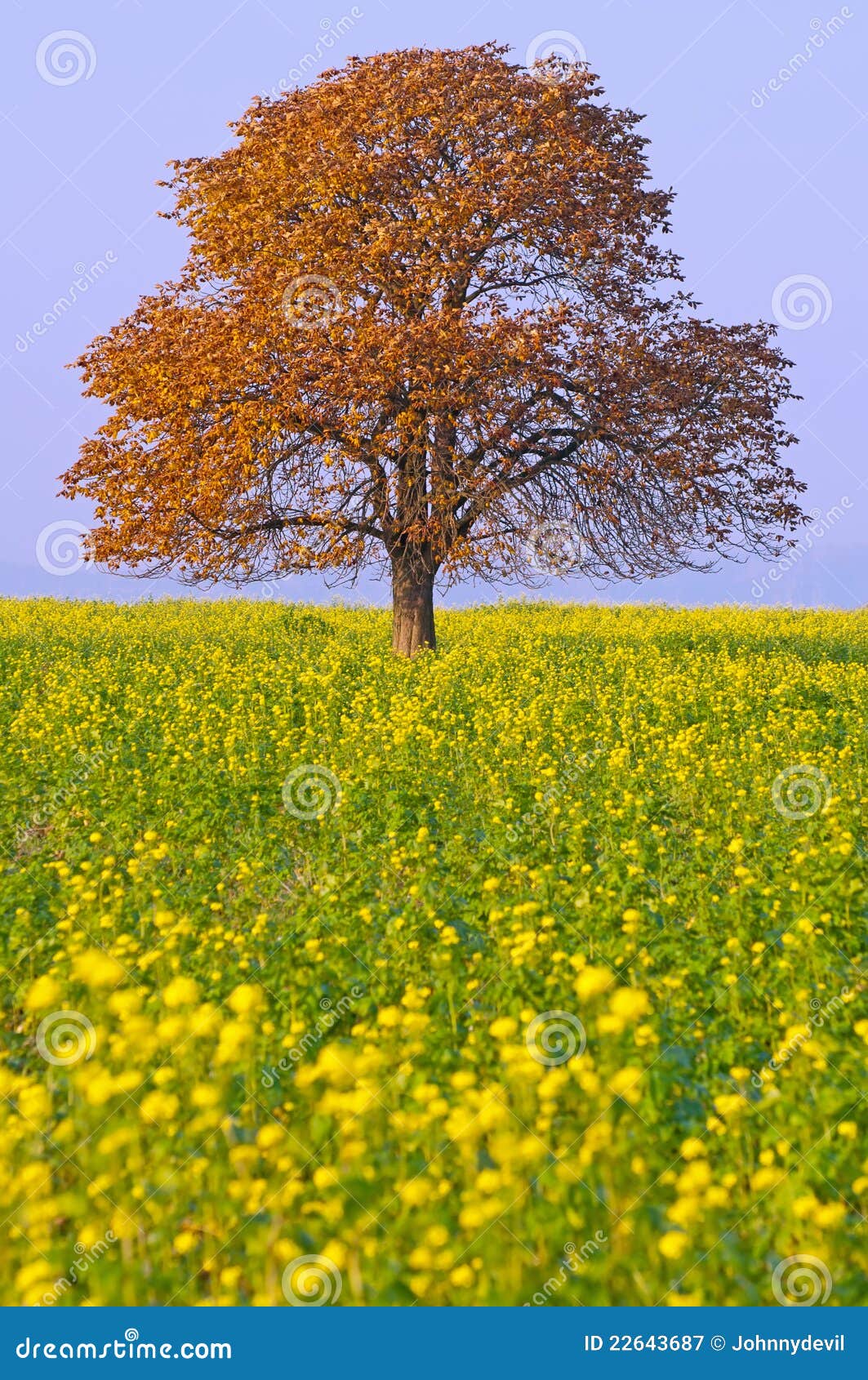 Chestnut tree on a Field stock image. Image of natural - 22643687