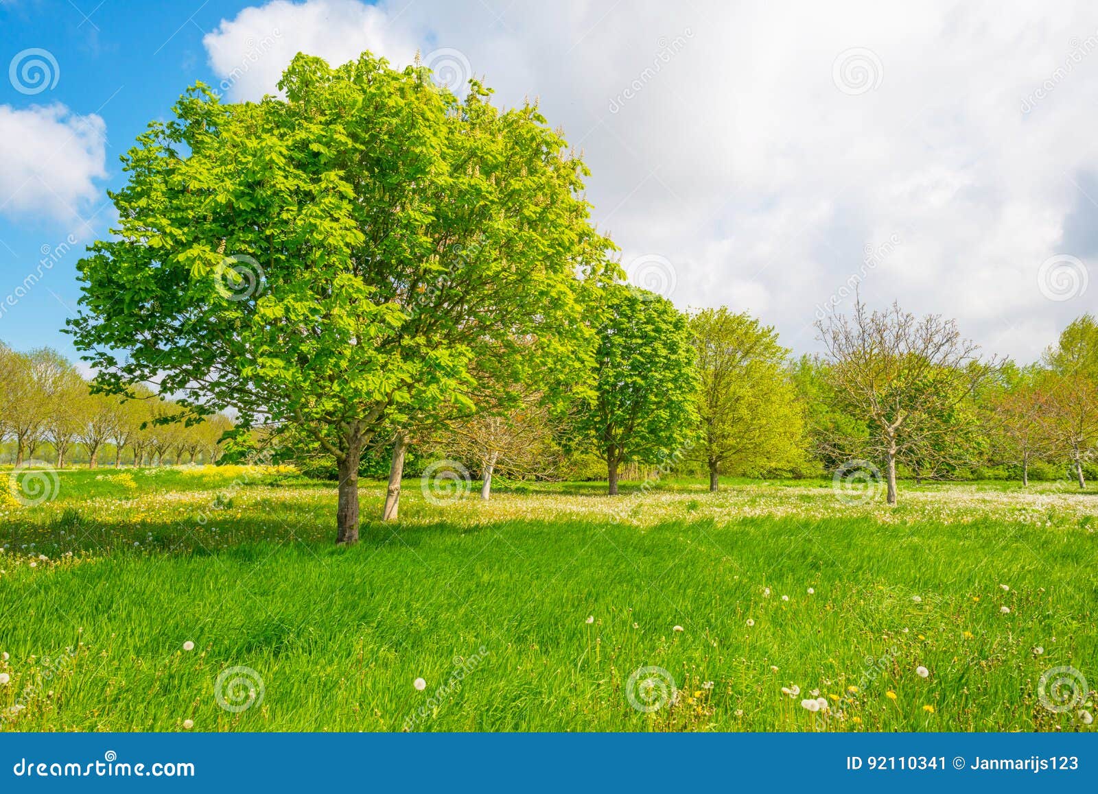Chestnut Tree in a Field in Spring Stock Image - Image of field ...