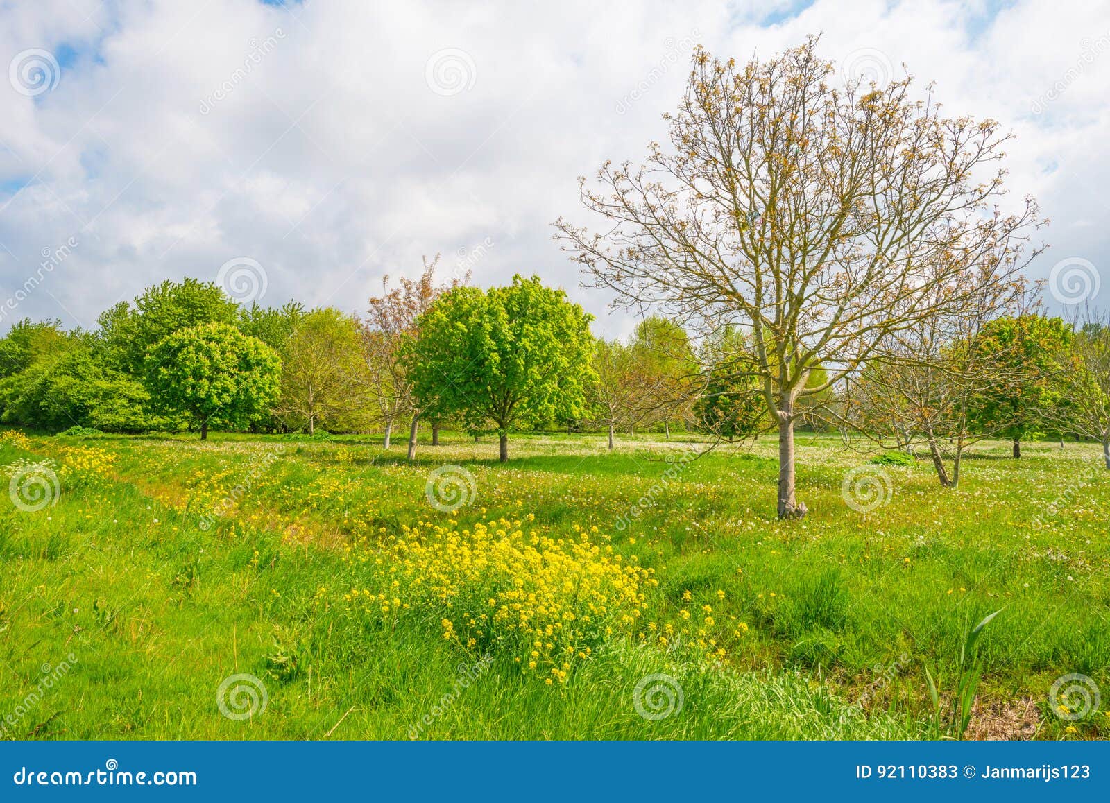 Chestnut Tree in a Field in Spring Stock Image - Image of field, green ...
