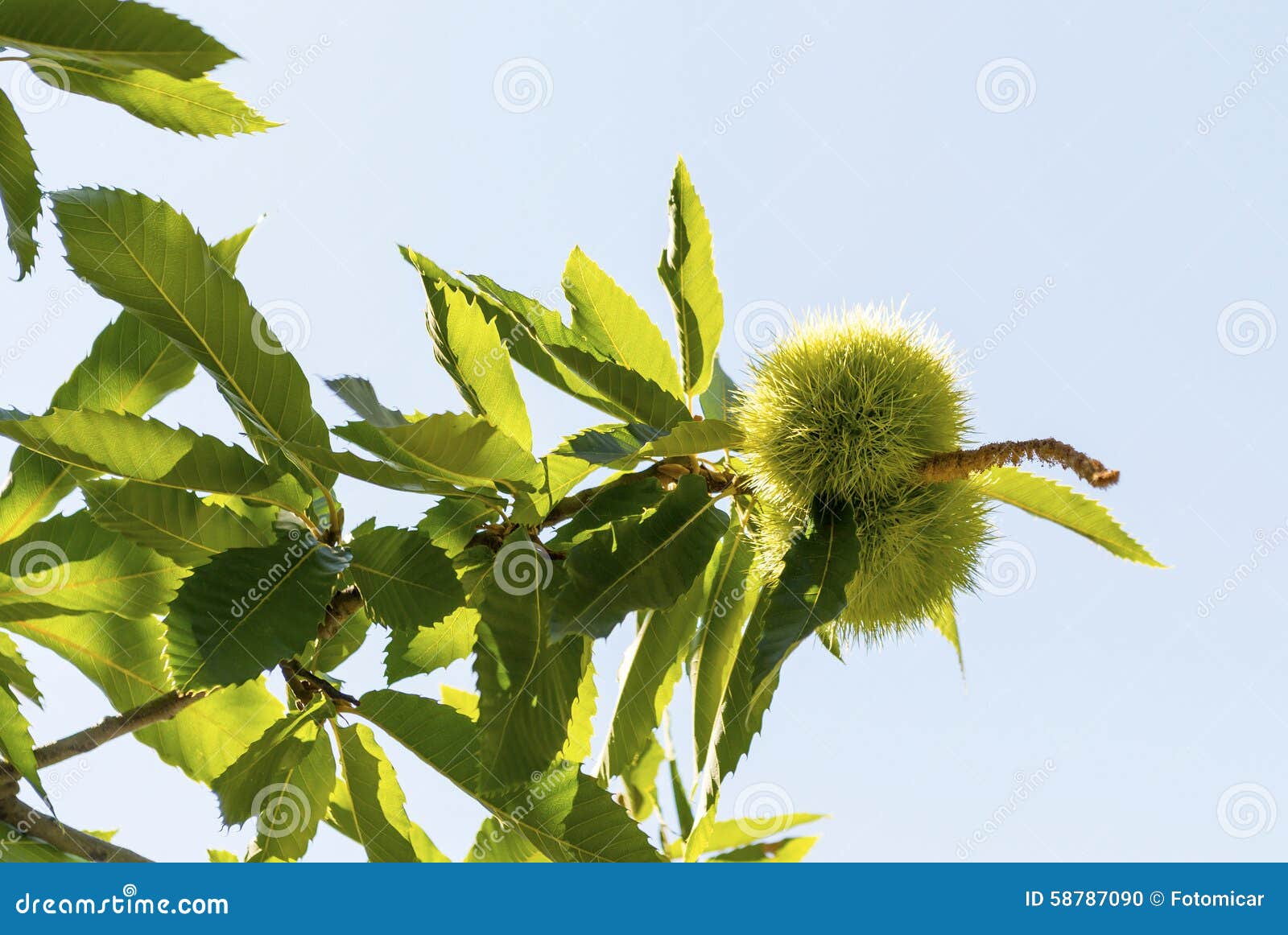 Chestnut Tree Fruit stock photo. Image of granada, blossom - 58787090