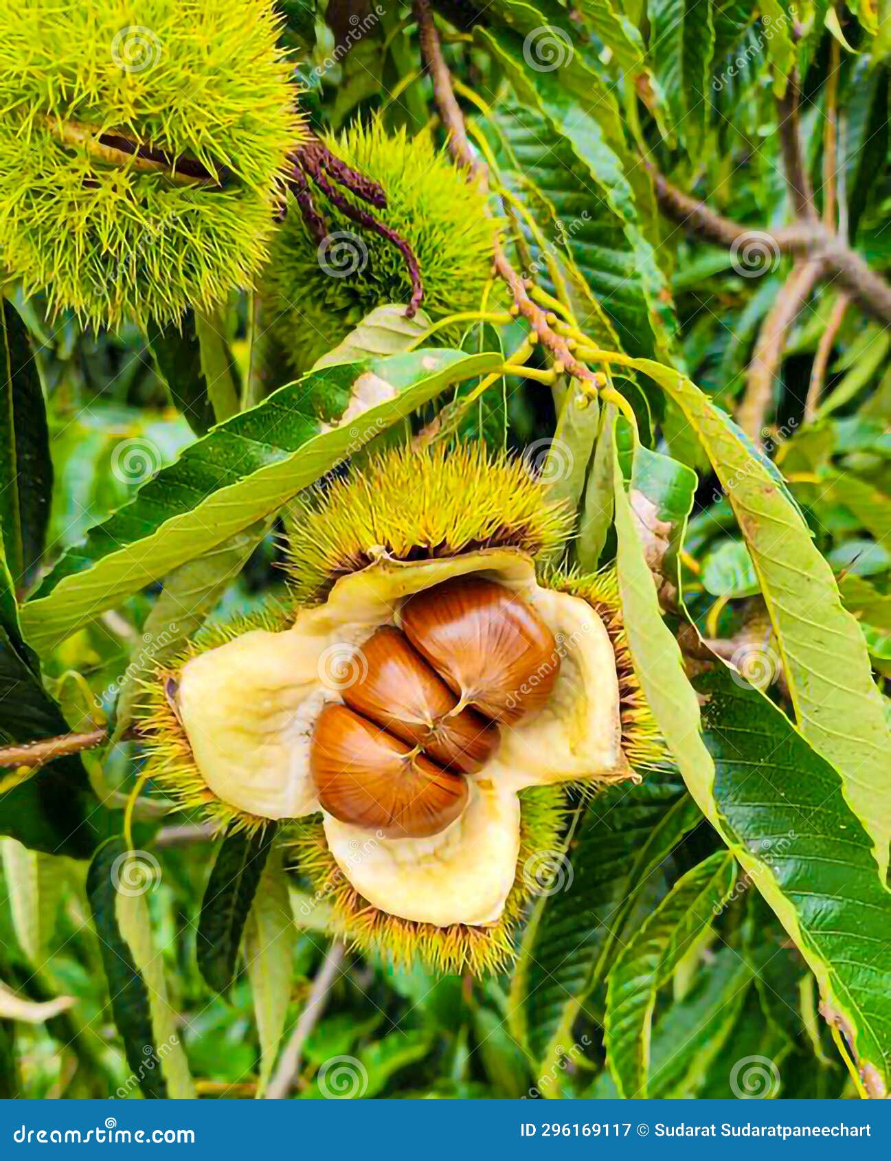 Chestnut Chestnut Tree Fruit Healthy Food the Shell is Surrounded Stock ...