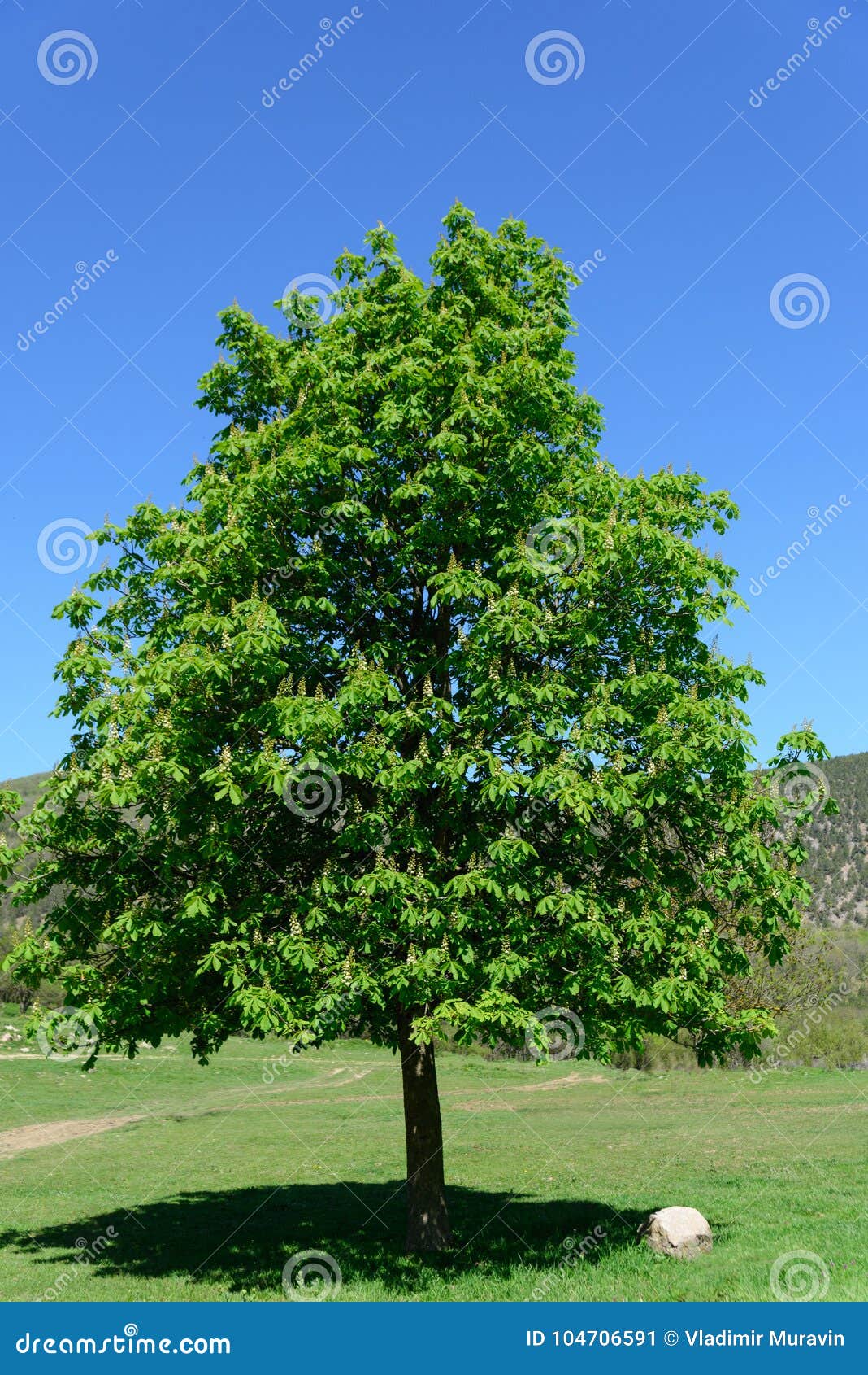 Tree chestnut in spring stock image. Image of bloom - 104706591