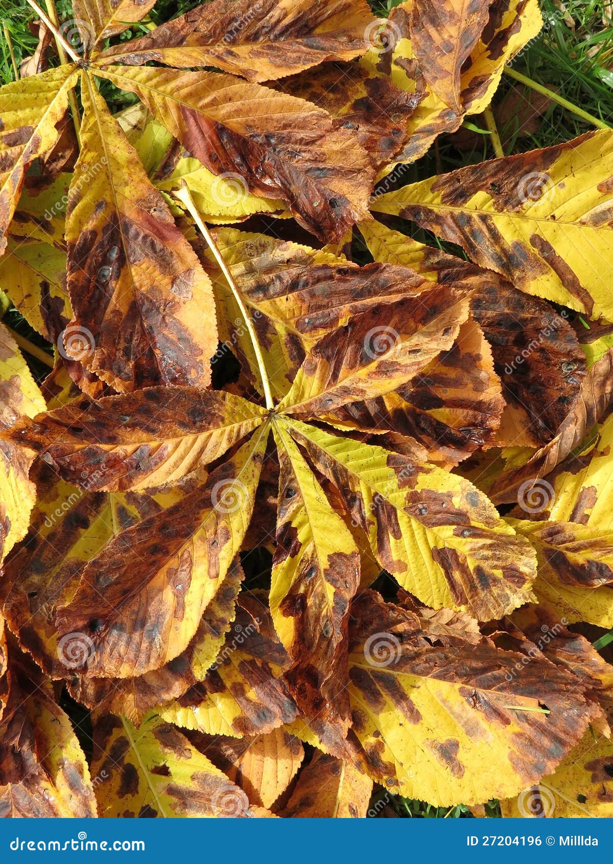 Chestnut tree leaves stock photo. Image of chestnut, plant - 27204196