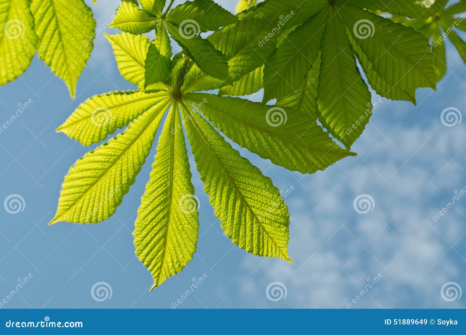 Chestnut tree leaves stock image. Image of ecology, botanical - 51889649