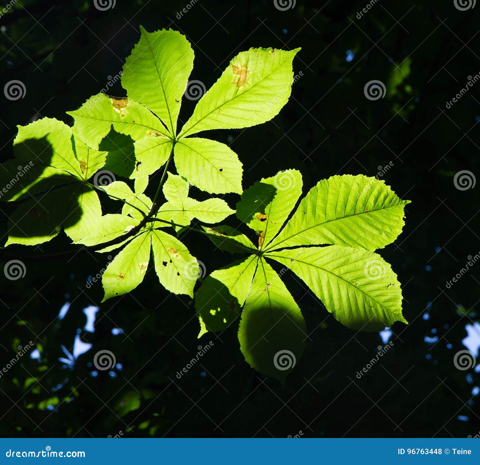 Chestnut tree leaves stock photo. Image of light, tree - 96763448
