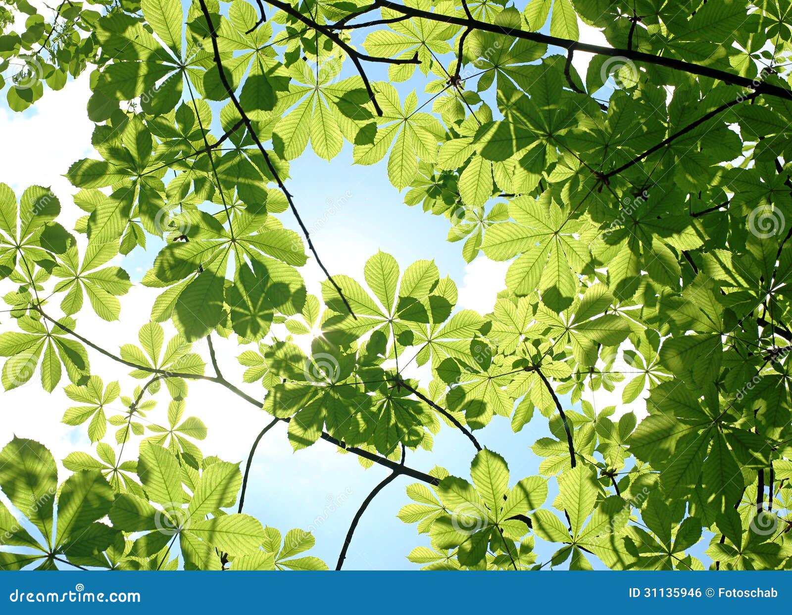 Chestnut Tree Leaves Background Stock Photo - Image of plant, angle ...