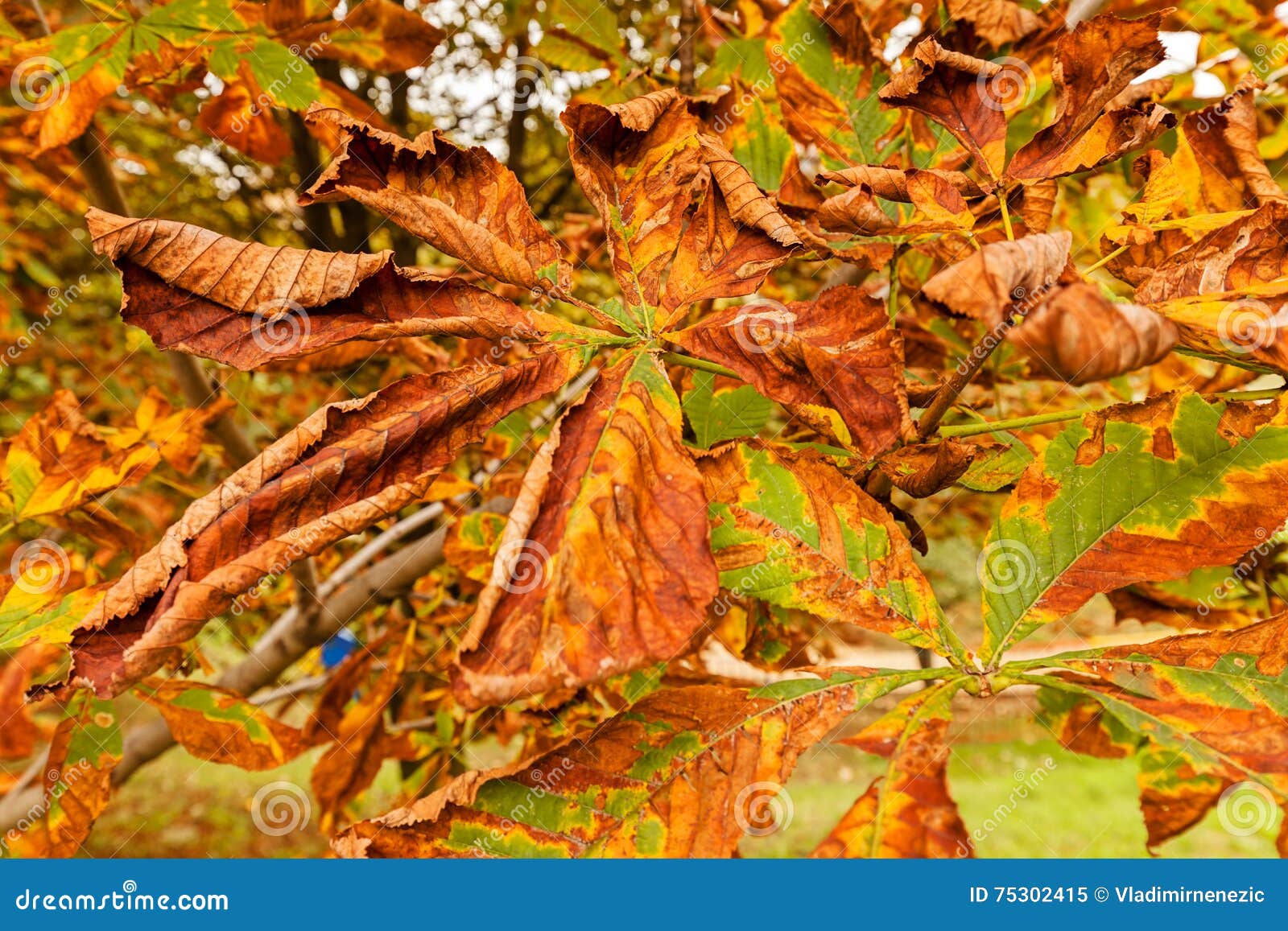 Chestnut tree leaves stock image. Image of sunlight, bright - 75302415