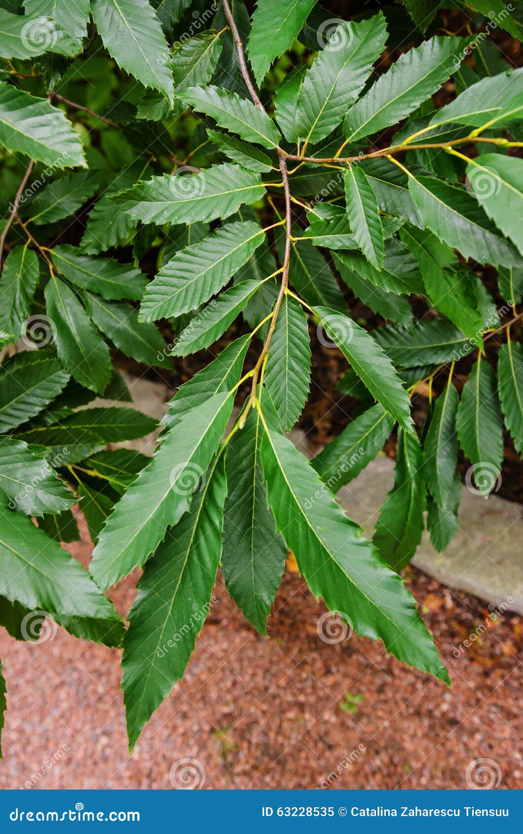 Chestnut Tree Leaves Details Stock Image - Image of castanea, color ...