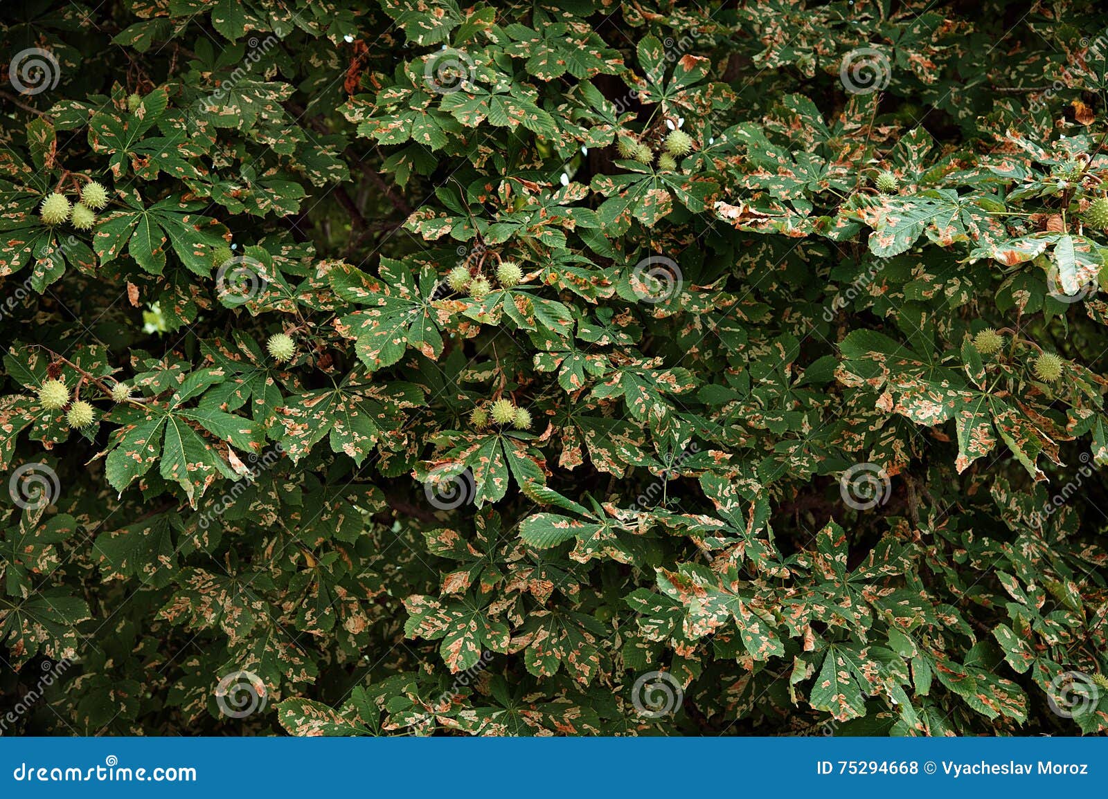 Chestnut Tree Leaves and Moth Stock Photo - Image of decomposed ...