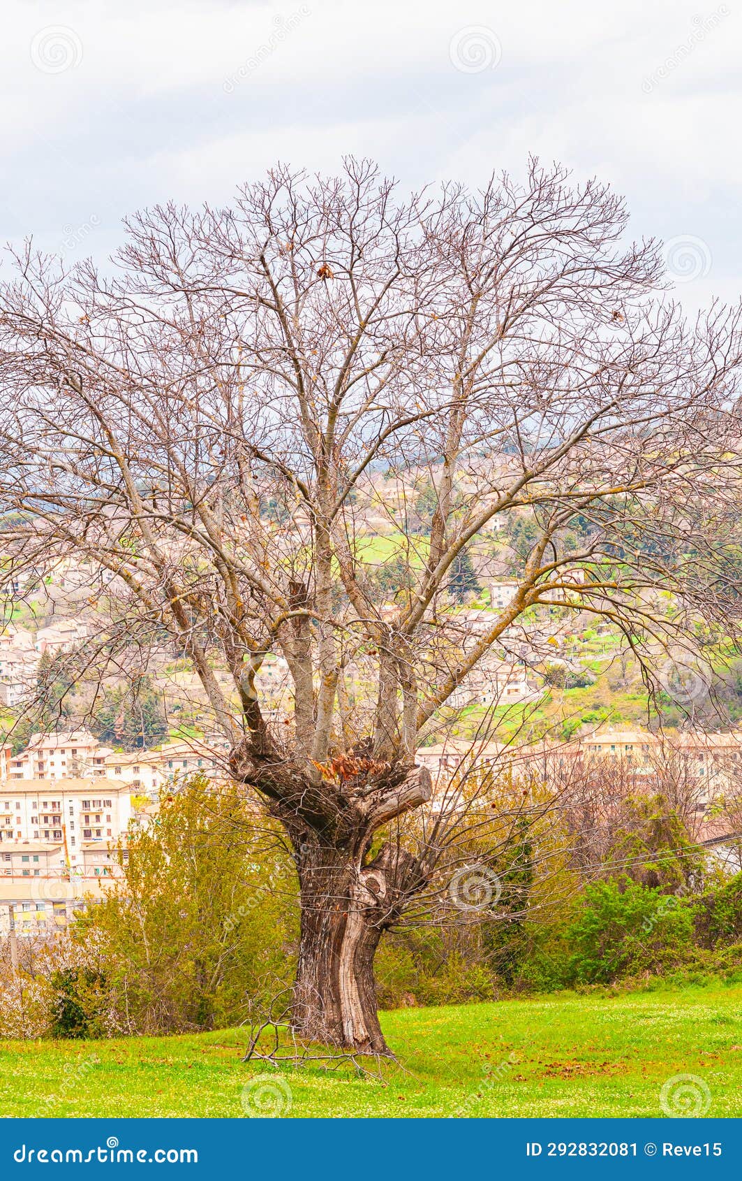 Chestnut Tree, Leafless, in Early Spring, in Italy Stock Image - Image ...