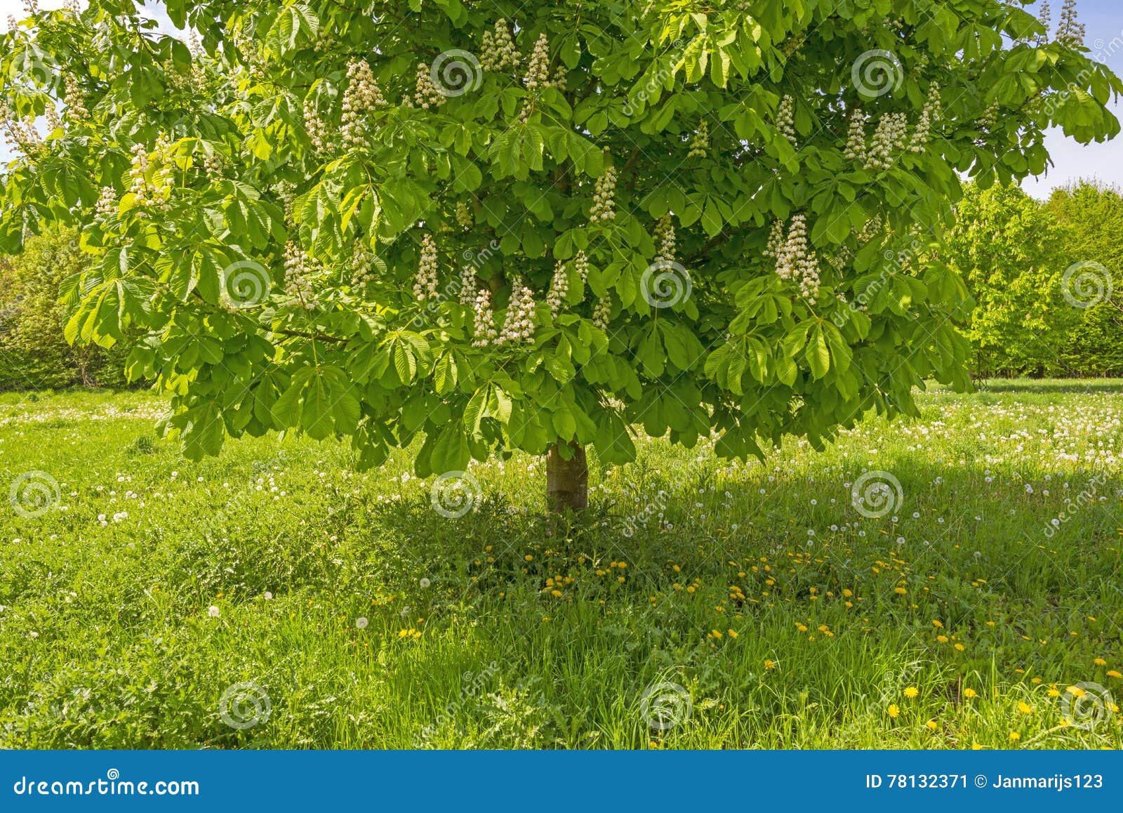 Chestnut Tree in a Meadow in Spring Stock Image - Image of green ...