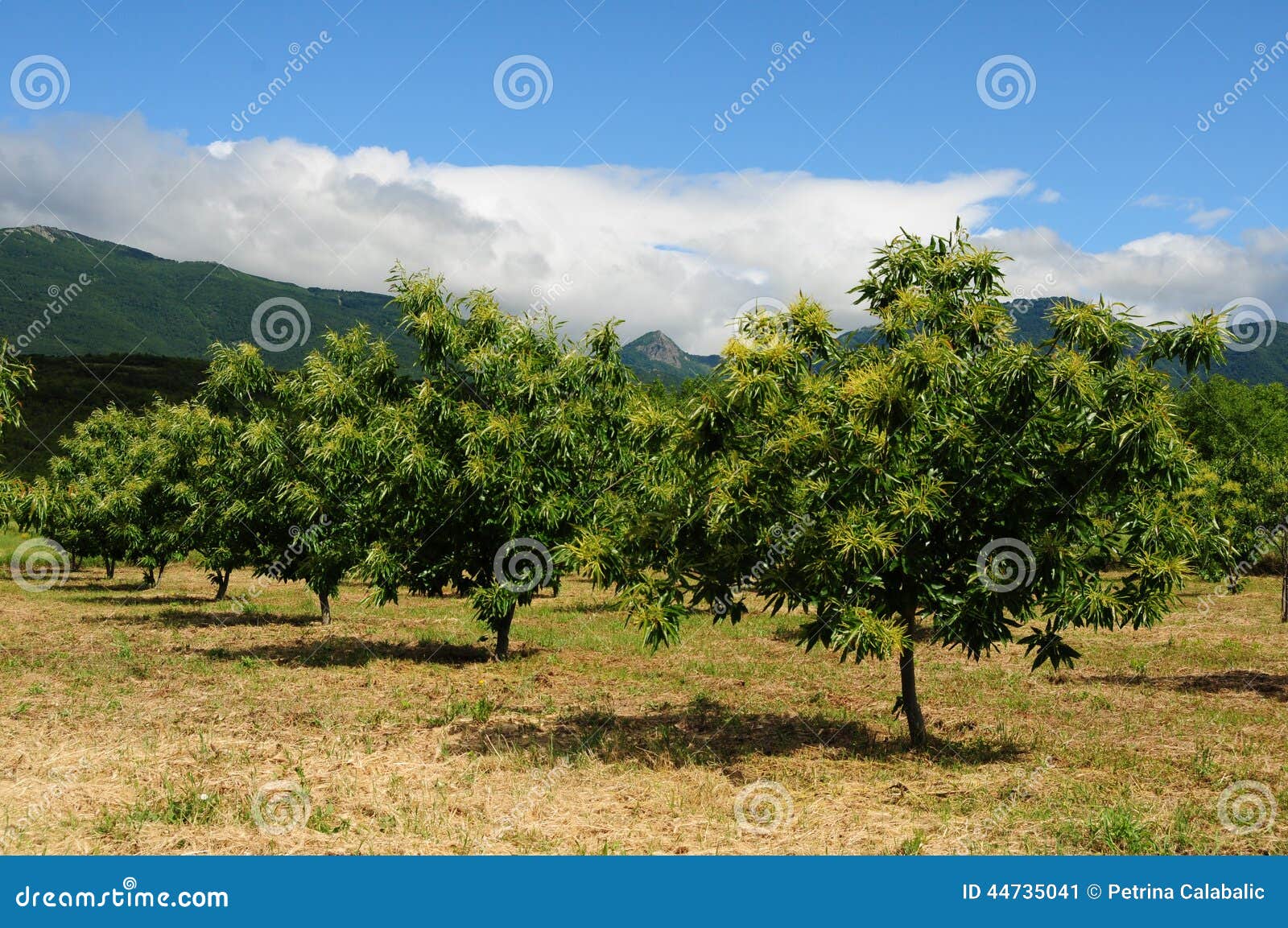 Chestnut Tree Plant Showing Green Fruit With Sharp Spiny Cupule, Burr ...