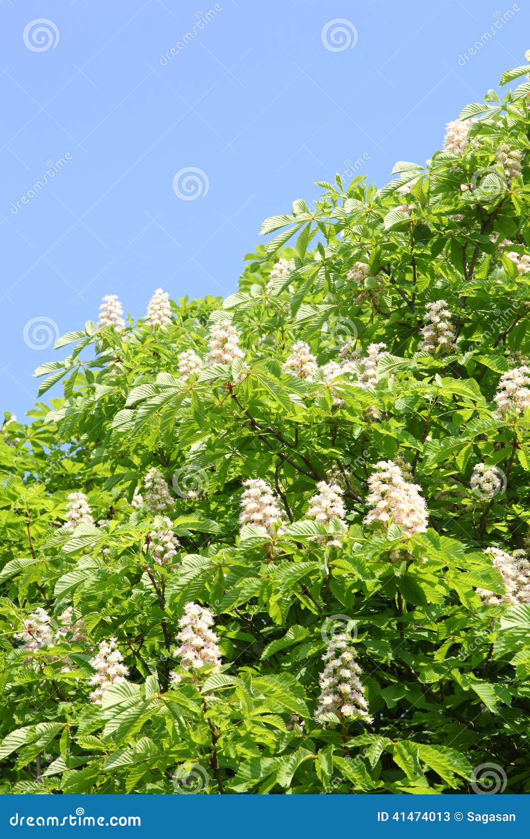 Chestnut tree stock image. Image of blue, nature, pollination - 41474013