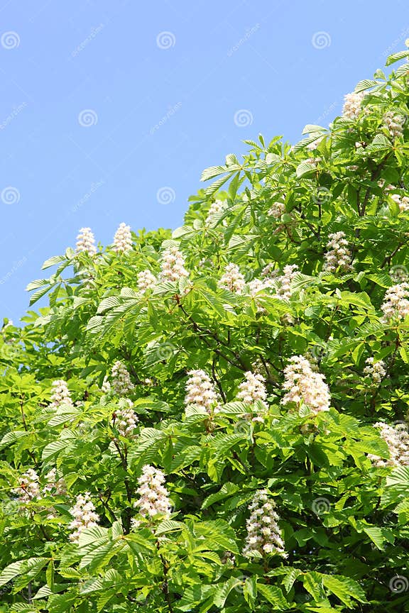 Chestnut tree stock image. Image of blue, nature, pollination - 41474013