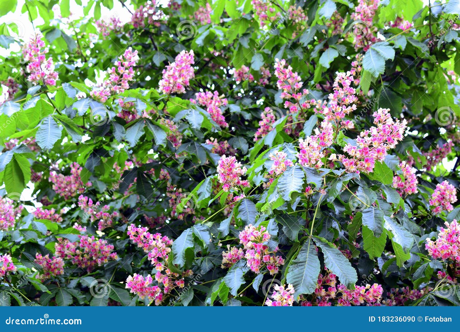 Chestnut Tree Pink in Bloom Stock Photo - Image of pink, view: 183236090