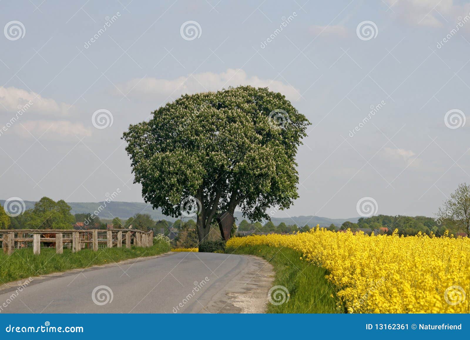 Chestnut Tree with Field in Spring Stock Image - Image of field, road ...