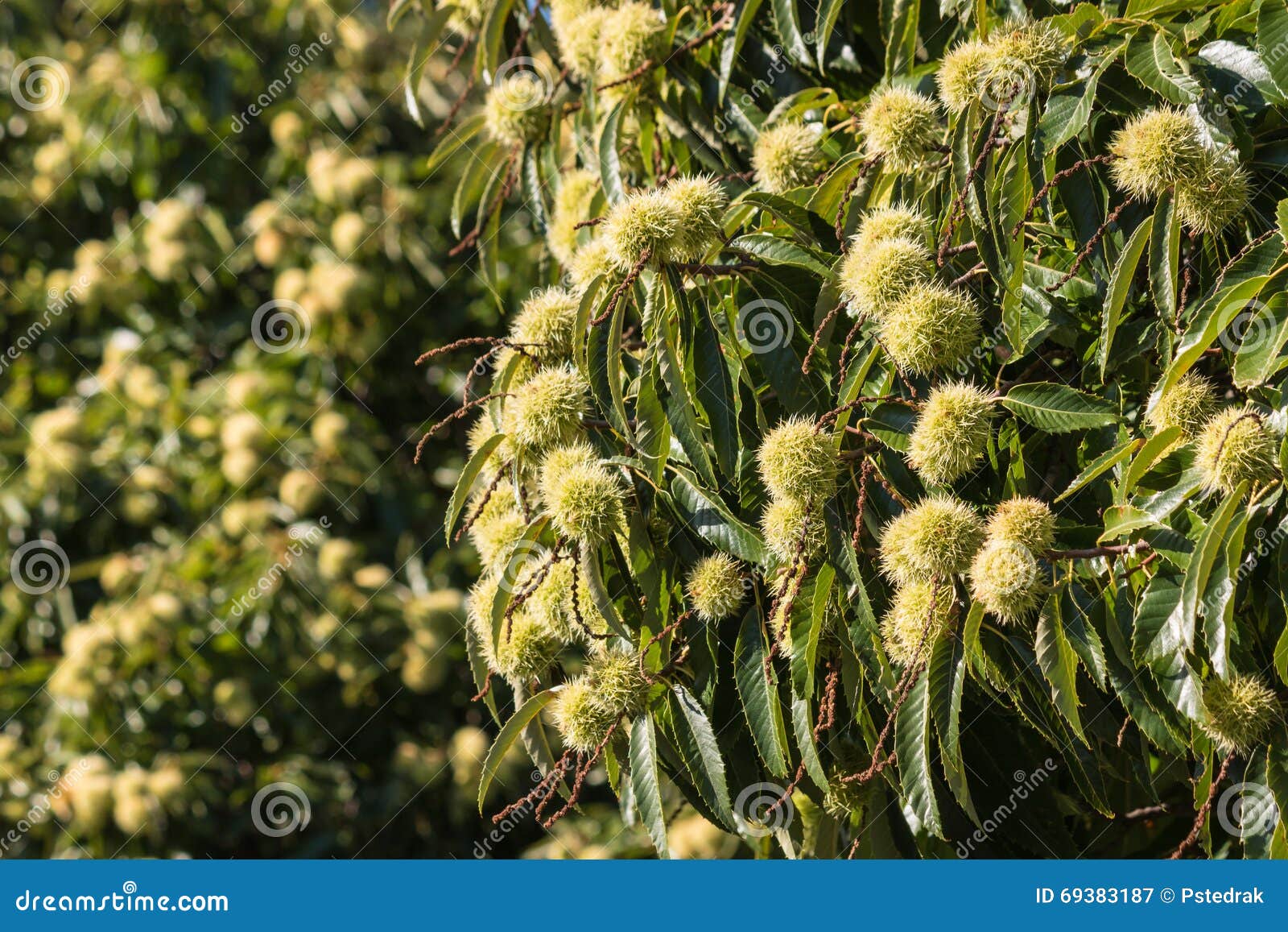 Ripe Seeds Of Dracaena Fragrans Or Cornstalk Dracaena Commonly Known As ...