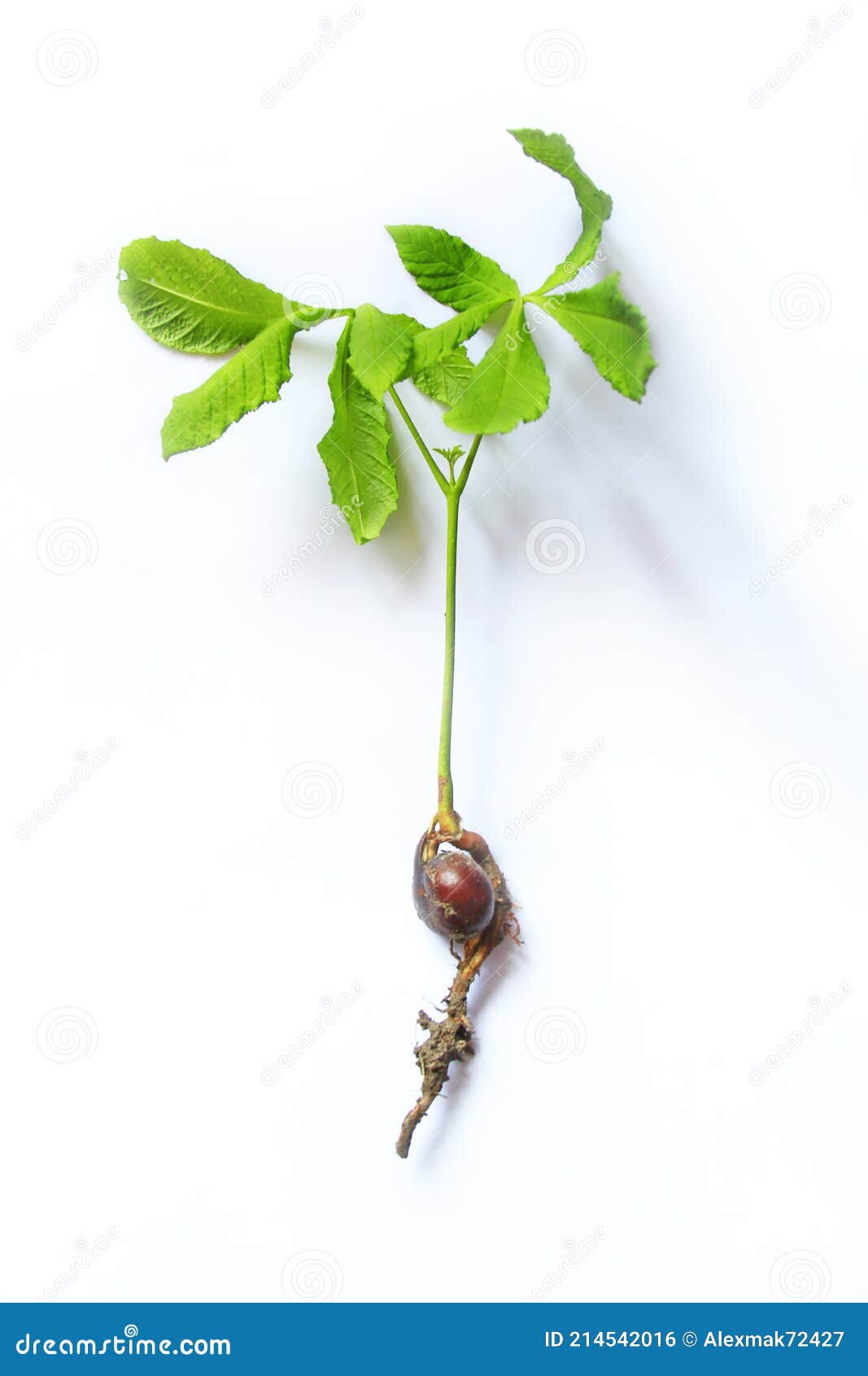 Chestnut Tree Sapling with Roots on White Background Stock Photo ...