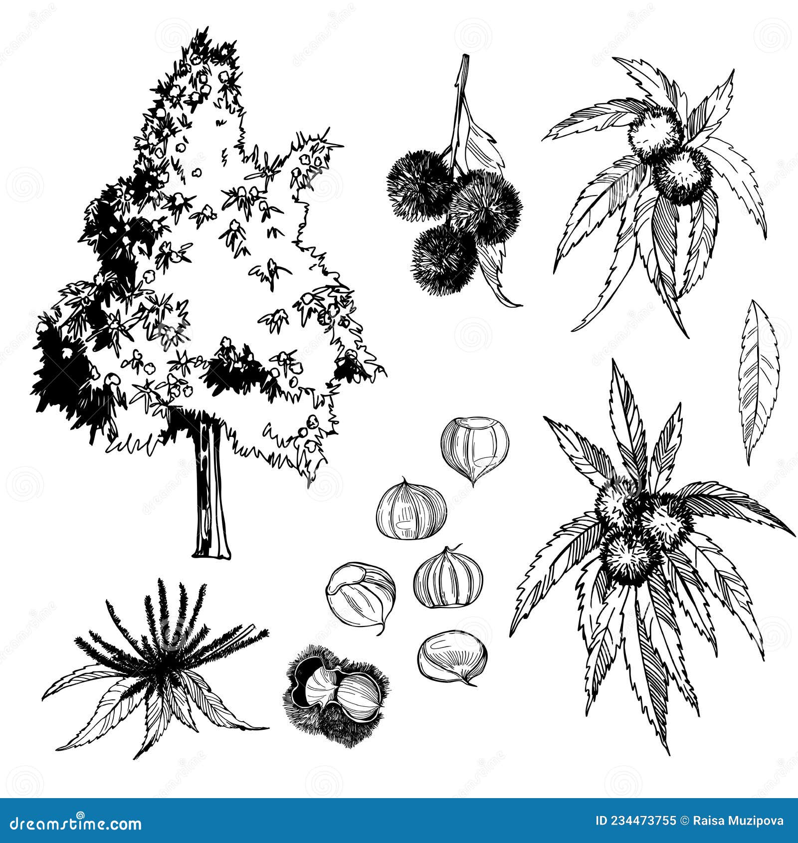 Chestnut Tree. Sketch Illustration Stock Vector - Illustration of ...