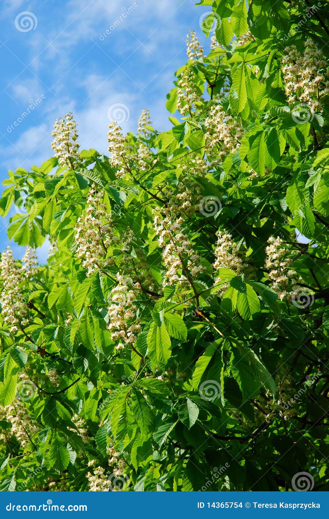 Chestnut tree in spring stock photo. Image of plant, aesculus - 14365754
