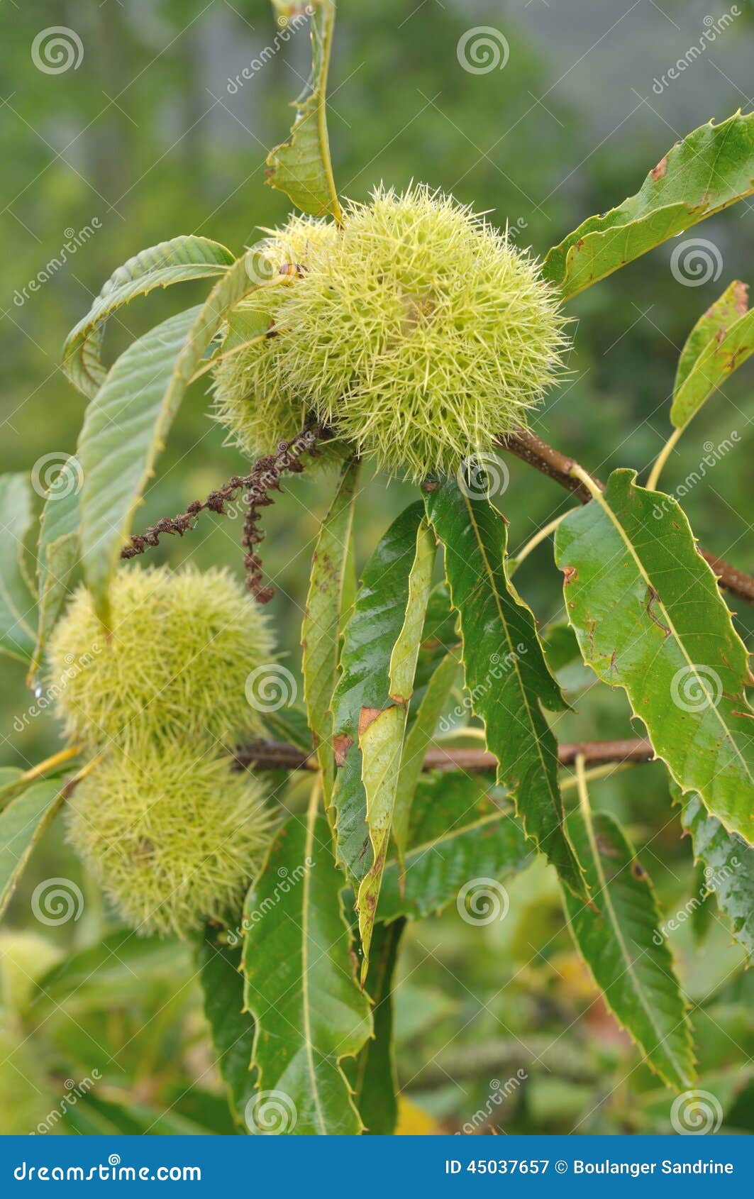 Chestnut tree stock image. Image of nature, pungent, bugs - 45037657