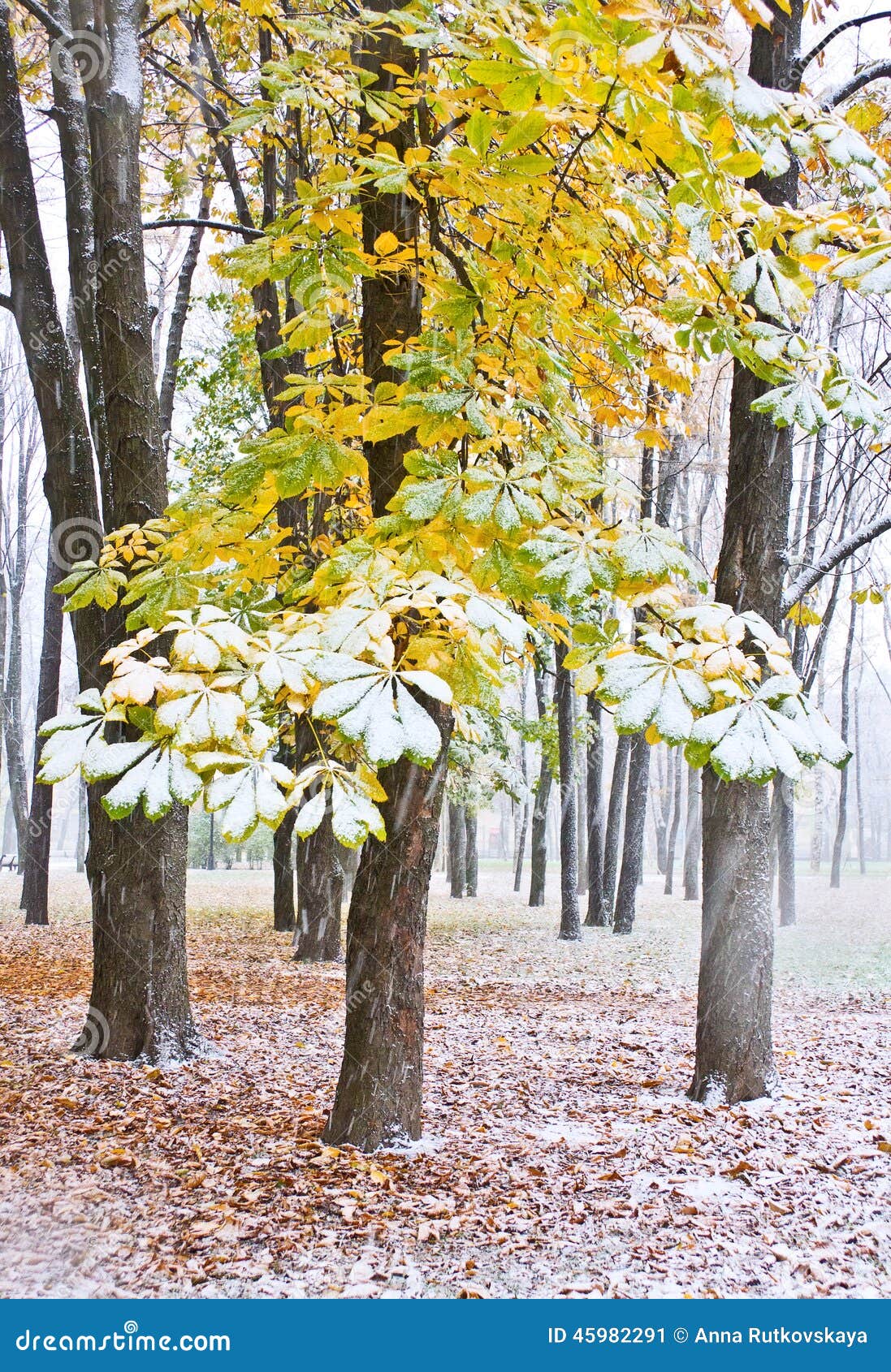 Chestnut Tree under snow stock image. Image of park, season - 45982291