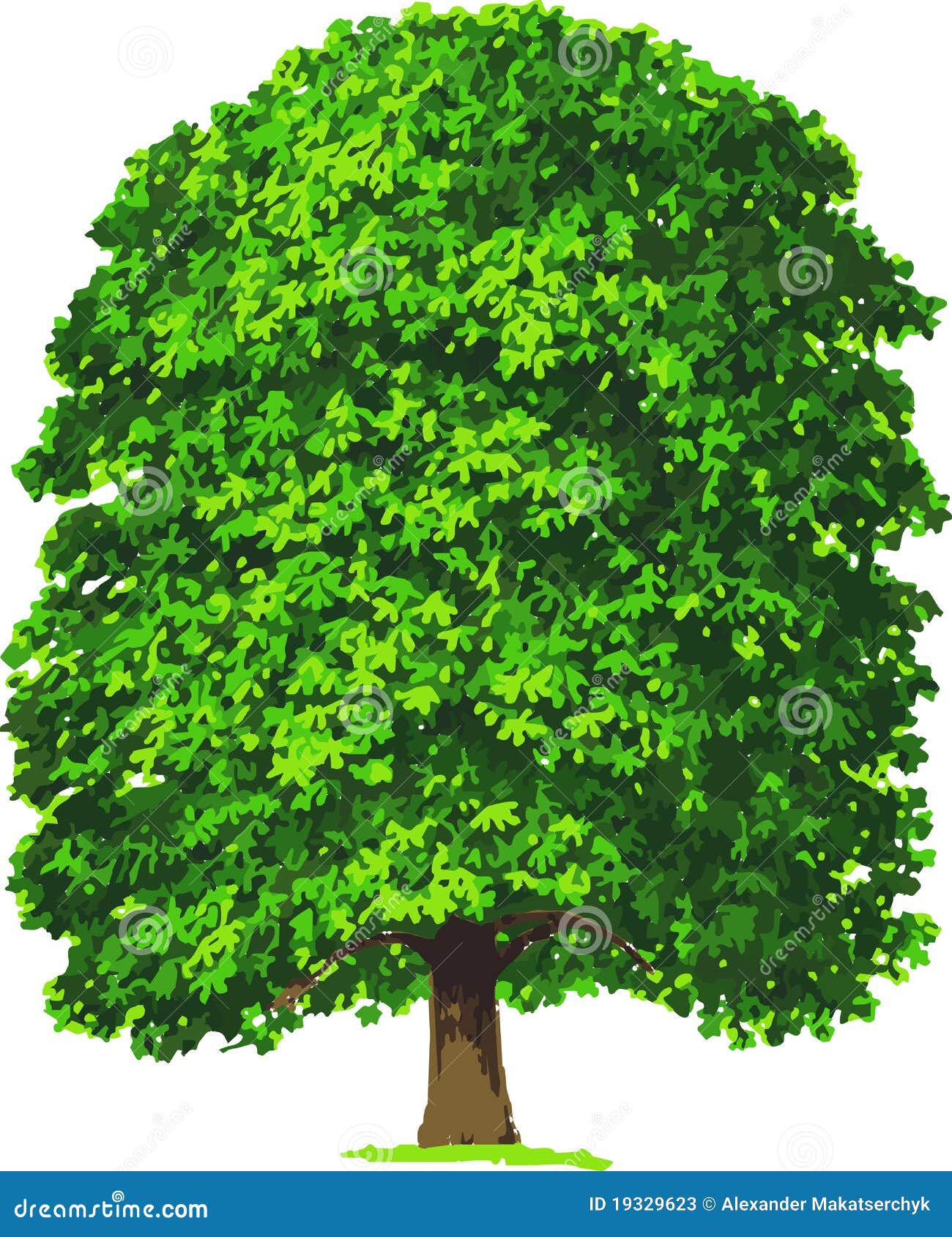 Chestnut tree. Vector stock vector. Illustration of beauty - 19329623