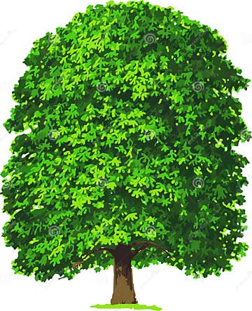 Chestnut tree. Vector stock vector. Illustration of beauty - 19329623