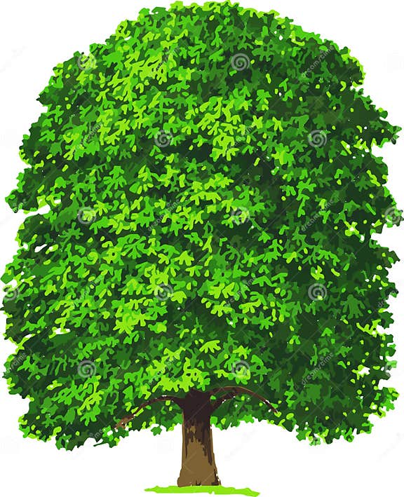 Chestnut tree. Vector stock vector. Illustration of beauty - 19329623