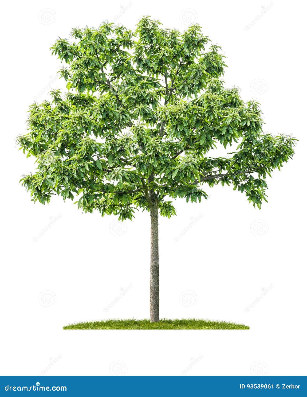 Chestnut Tree on a White Background Stock Image - Image of leaf, growth ...
