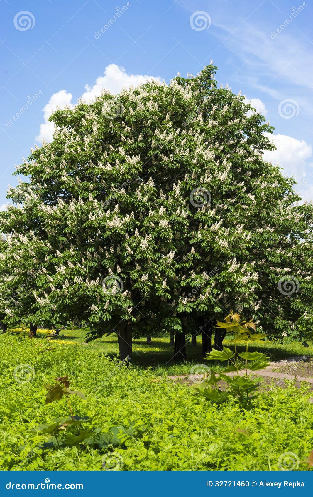 Chestnut Tree with White Flowers and Blue Sky Stock Photo - Image of ...