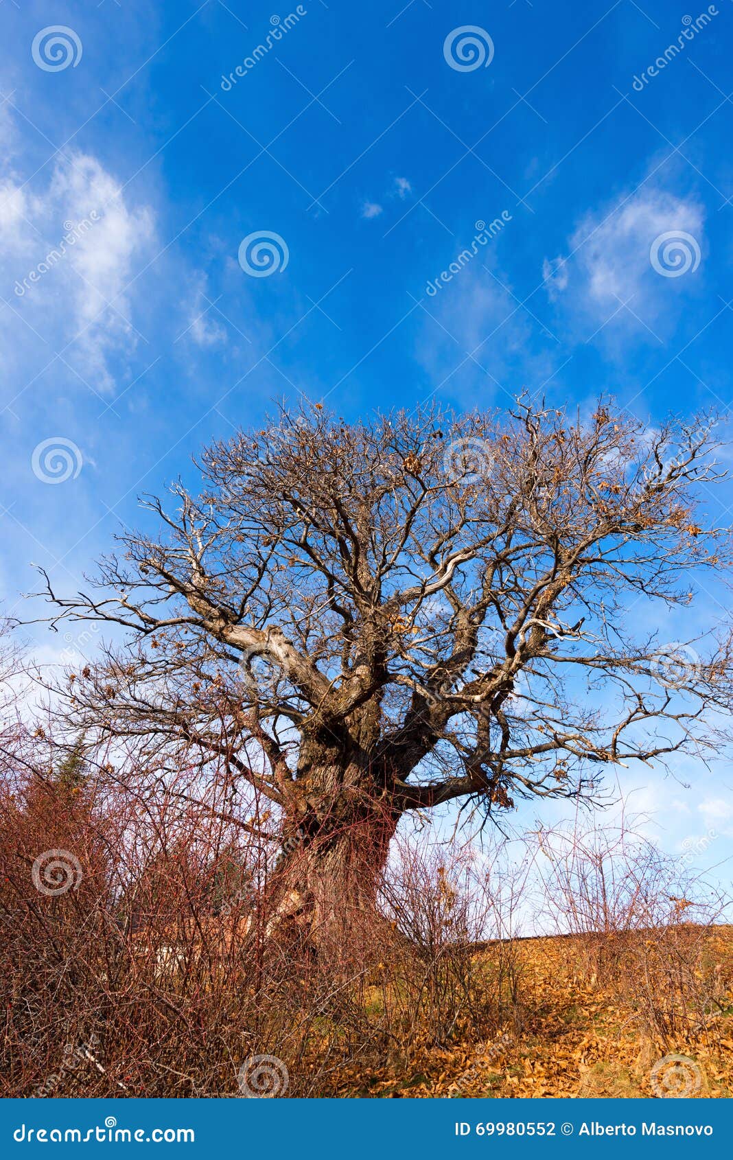 Chestnut Tree in Winter stock photo. Image of castanea - 69980552