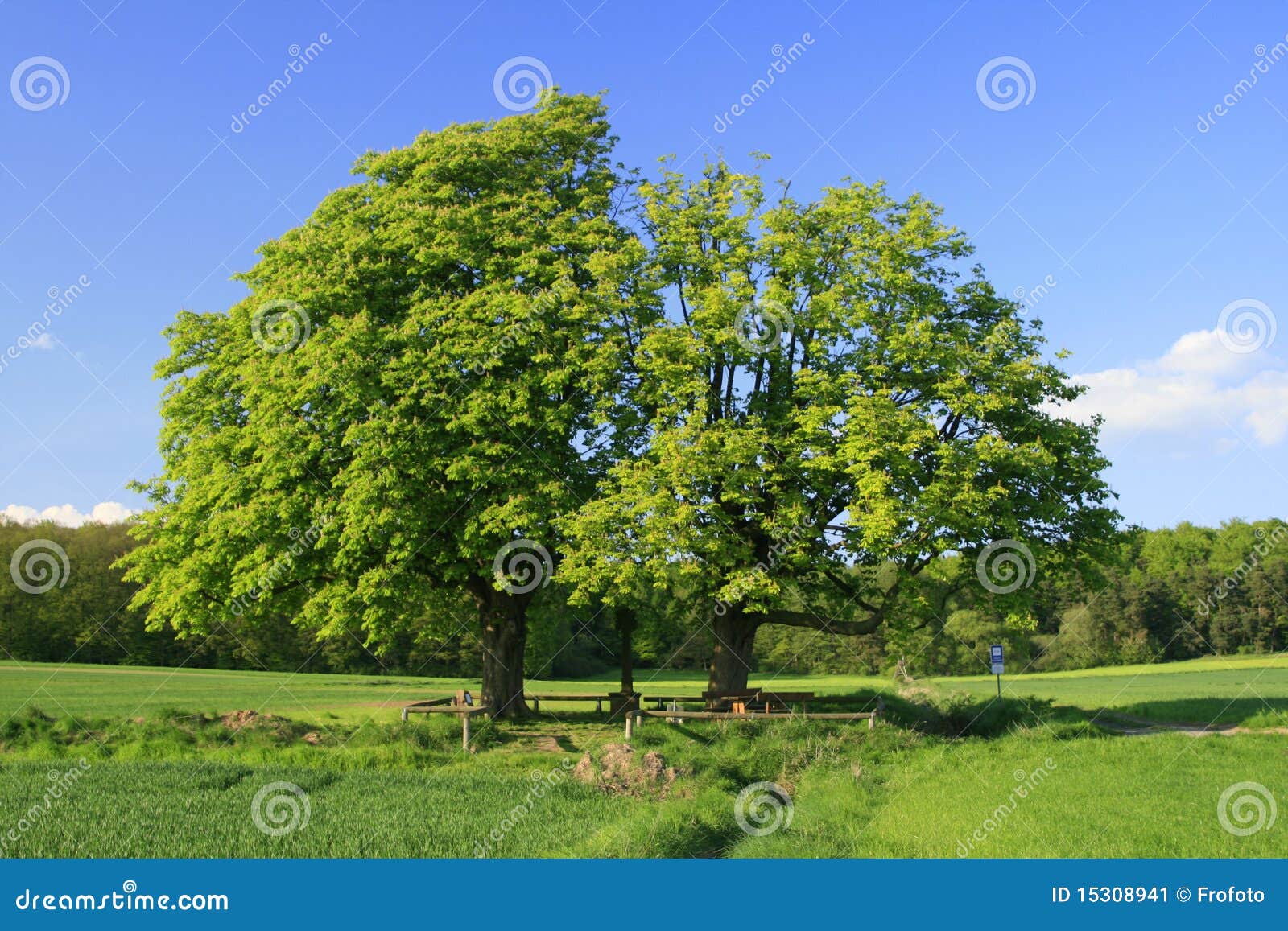 Chestnut trees stock image. Image of plant, field, forest - 15308941