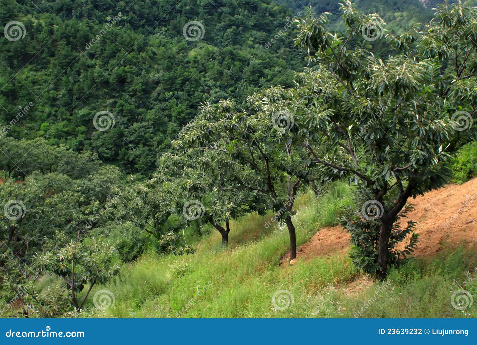 Chestnut Trees in a Mountain Slope Stock Photo - Image of hillside ...