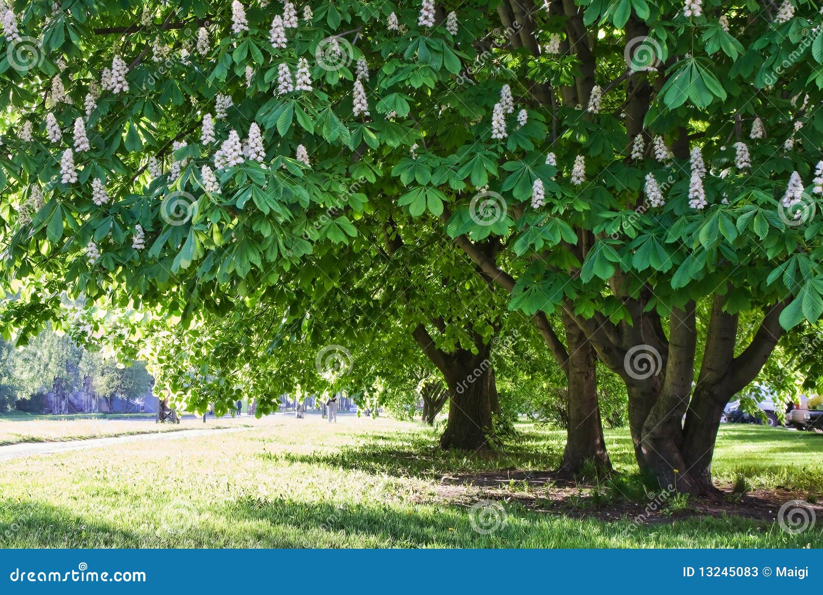 Chestnut trees in park stock image. Image of summer, outside - 13245083